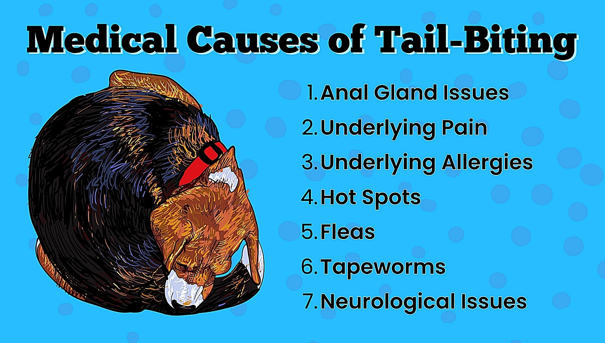 Why Does My Dog Keep Biting His Tail? 14 Possible Causes - PetHelpful