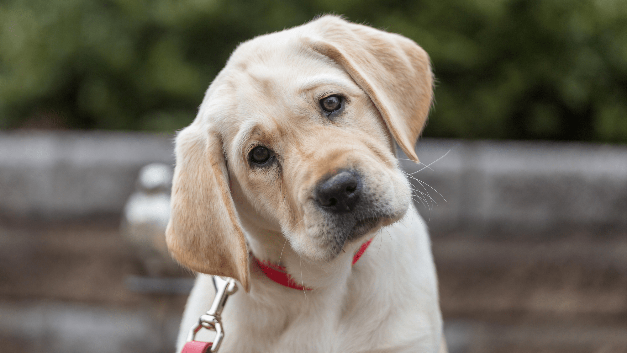 6 Big Mistakes When Teaching Your Puppy to Potty Outside