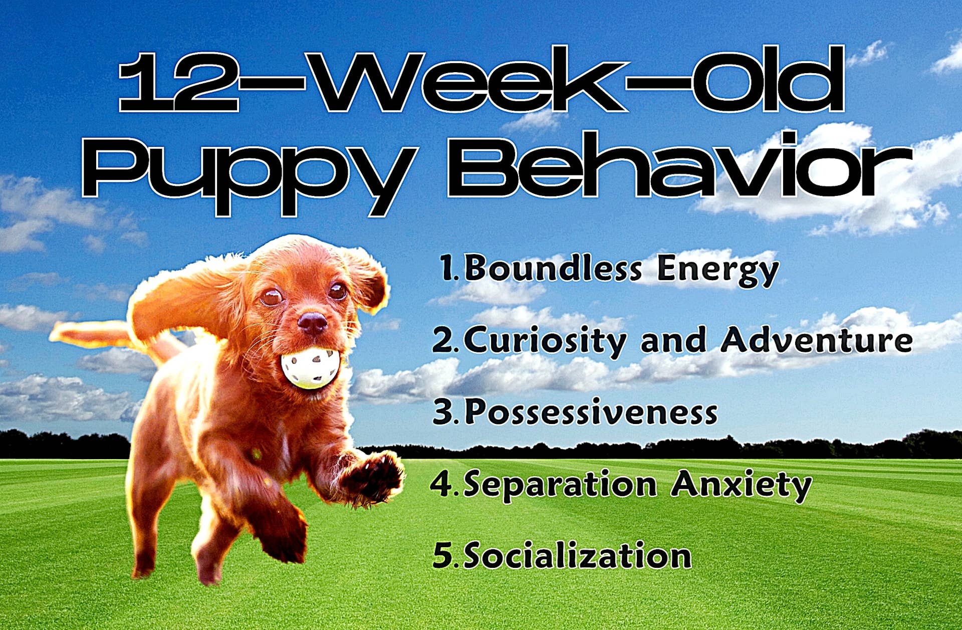 Puppy Stages: 12-Week-Old Puppy Behavior and Development