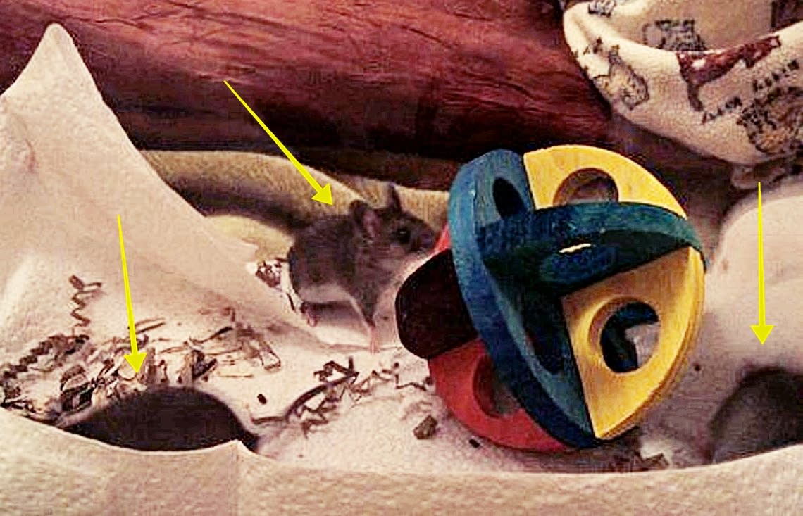 How to Care for Baby Mice Found in the Wild - PetHelpful