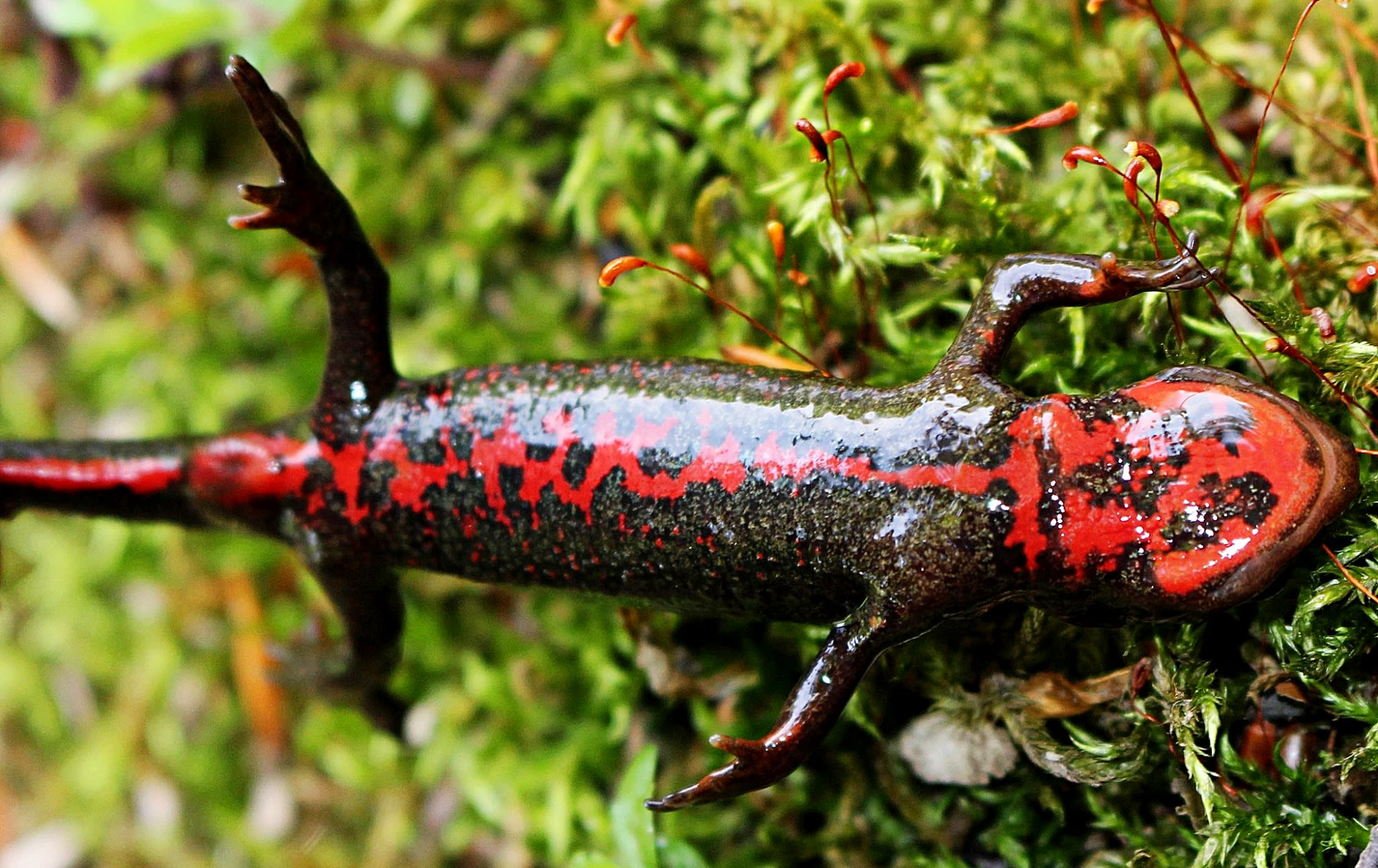 4 Best Beginner Pet Salamanders and Newts - PetHelpful