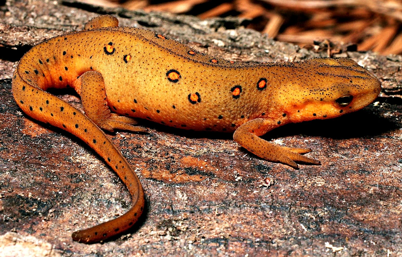 4 Best Beginner Pet Salamanders and Newts - PetHelpful