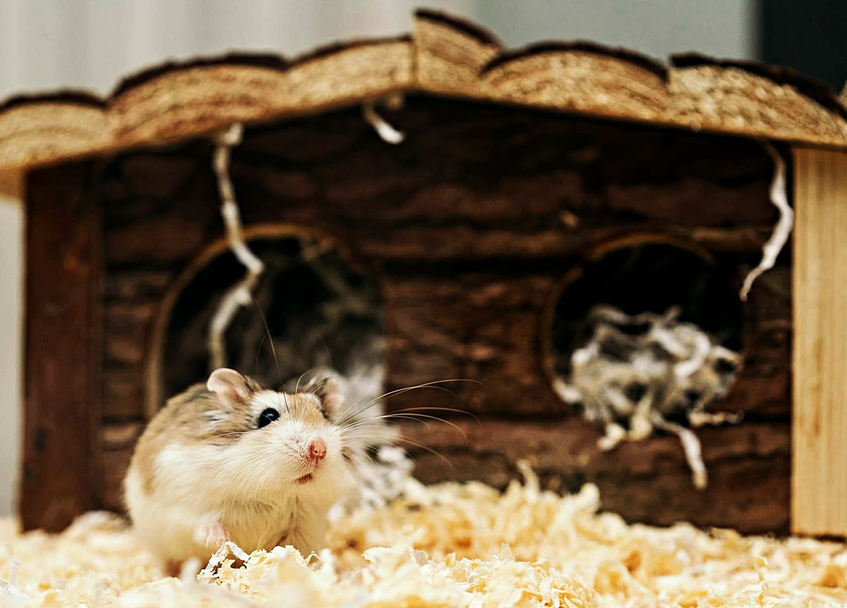 How to Care for Baby Mice Found in the Wild - PetHelpful