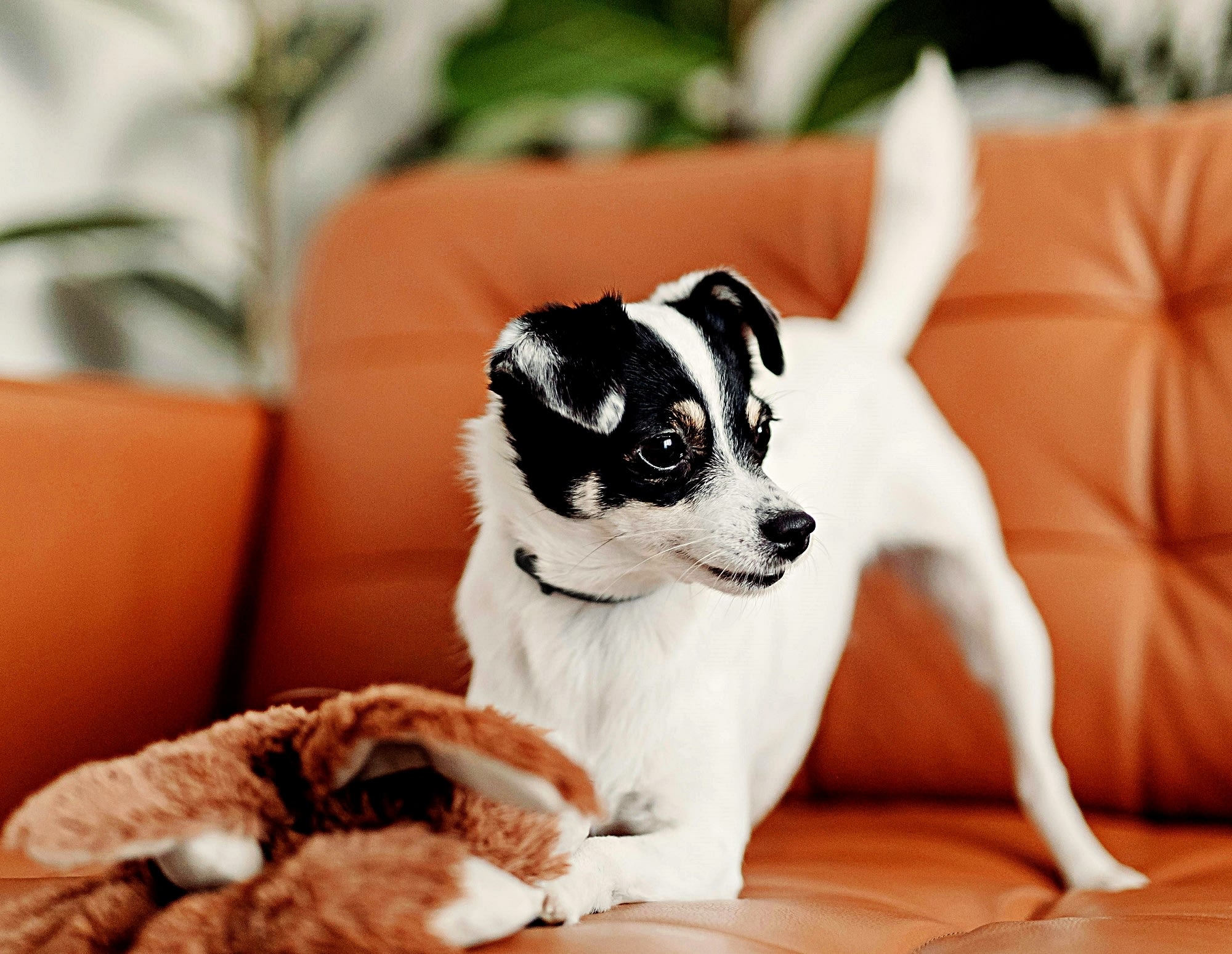 15 Tips for Dogs Who Won't Come Inside When Called - PetHelpful