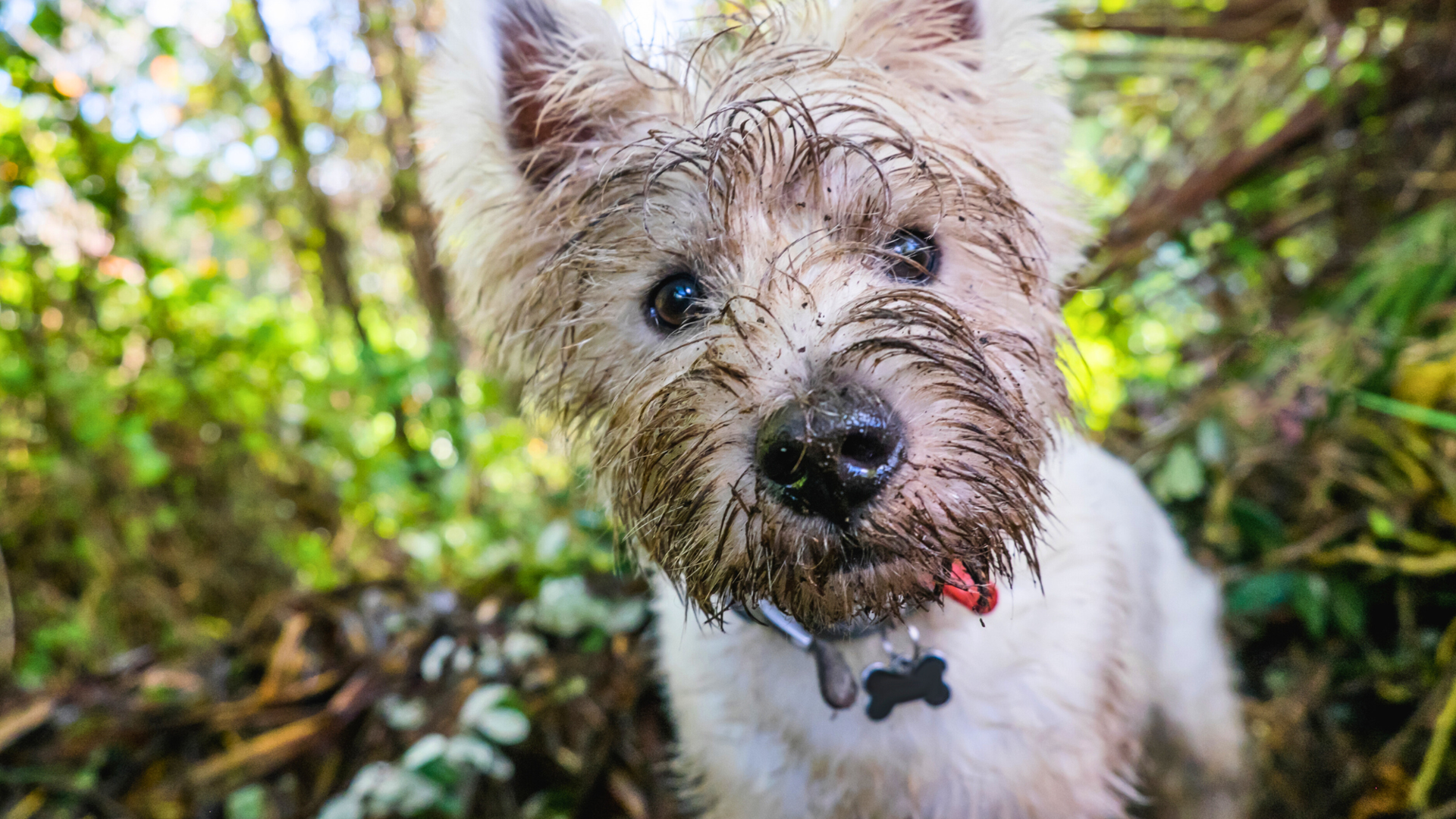 Why Is My Dog Coughing and Gagging? 13 Common Causes - PetHelpful