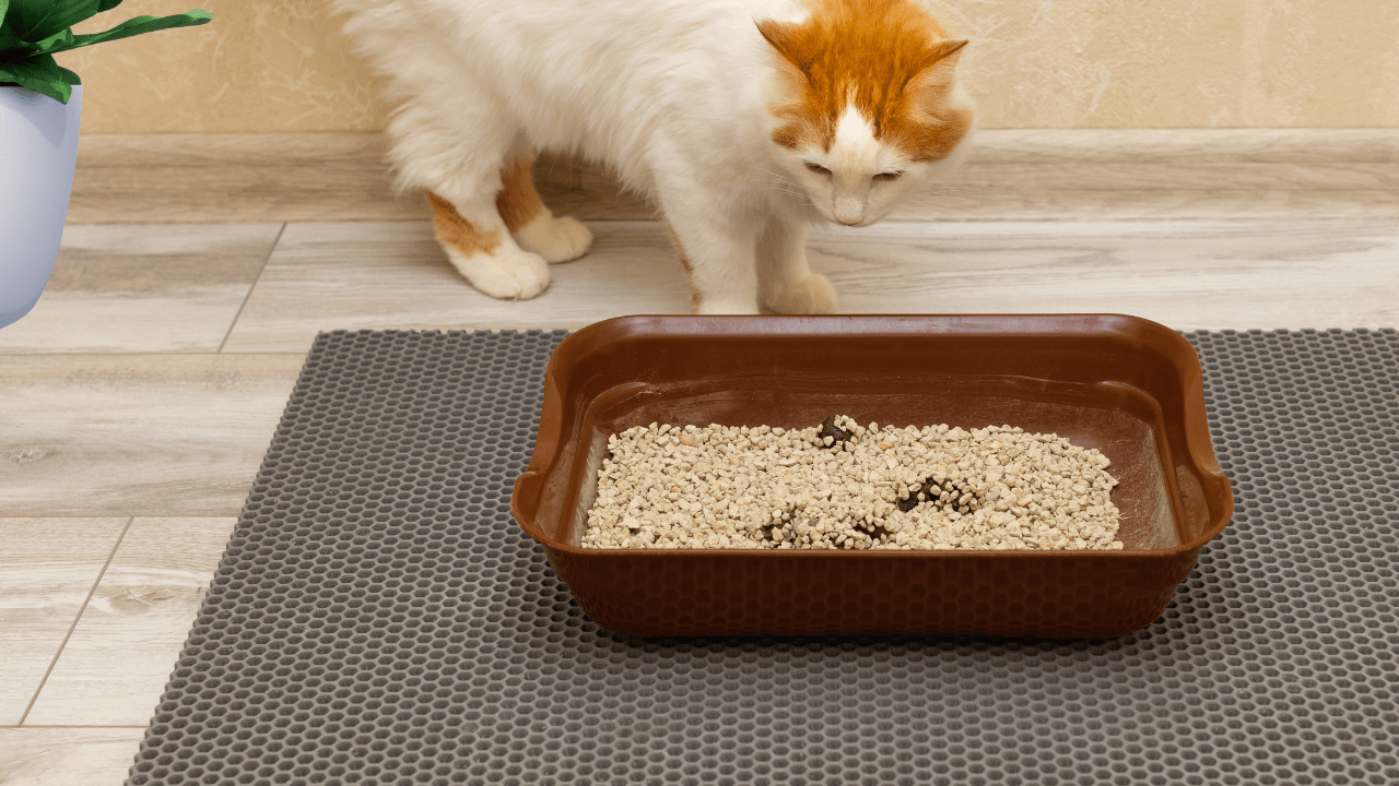 Why Cats Poop Outside the Litter Box & How You Can Stop It - PetHelpful