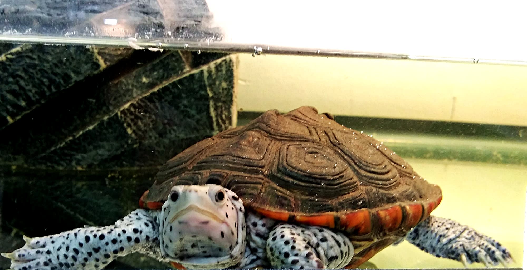 The Controversy of Releasing Turtles Back Into the Wild