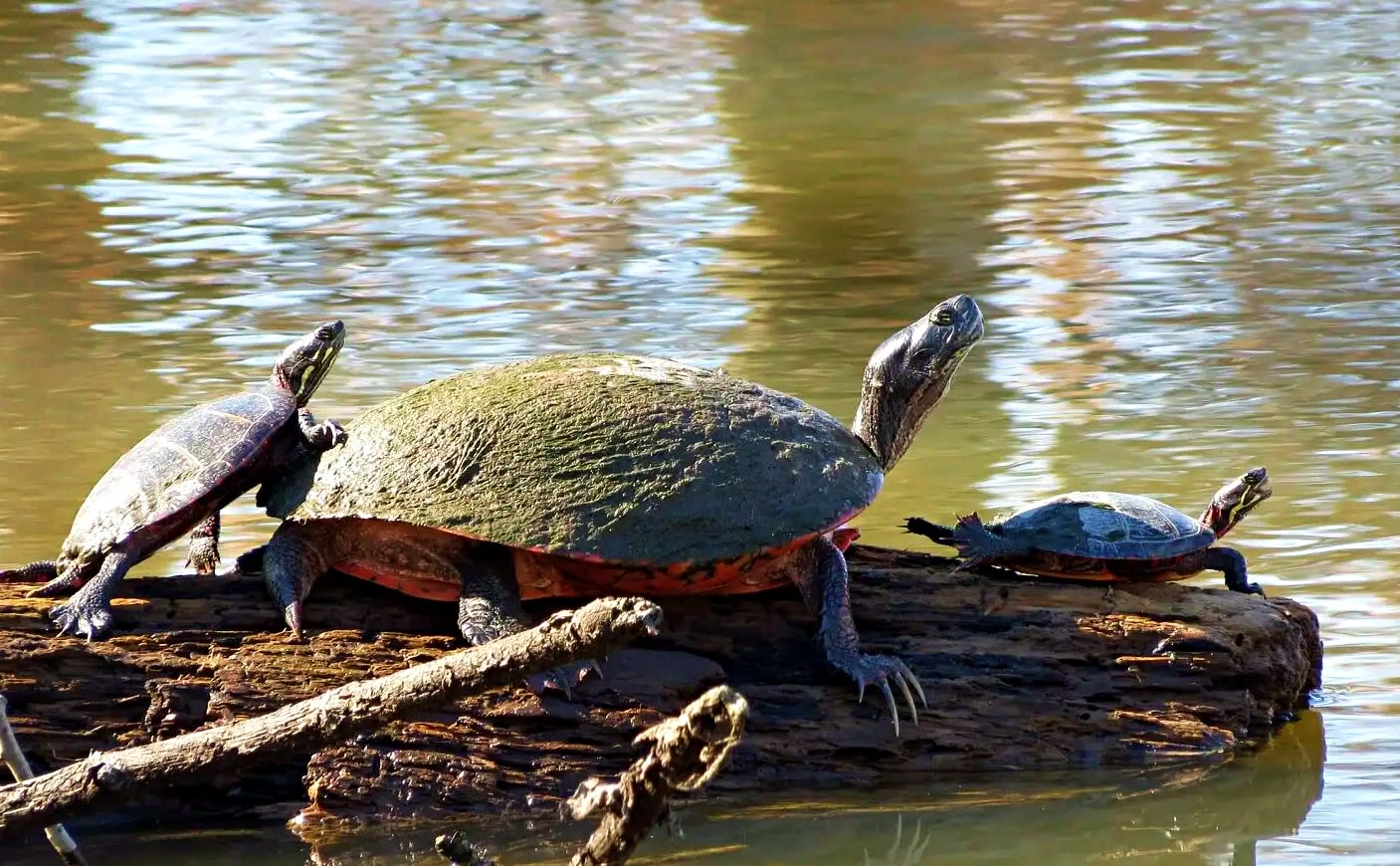 The Controversy of Releasing Turtles Back Into the Wild