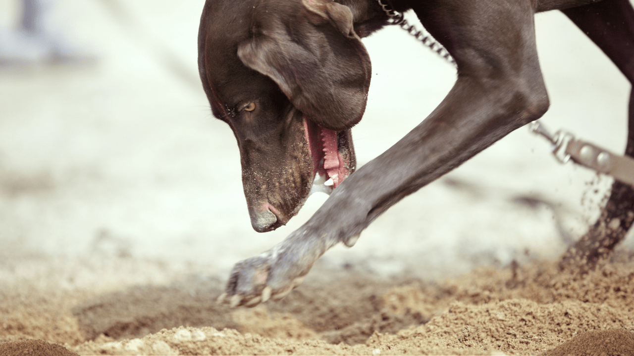 16 Fun Brain Games for Your Dog (Trainer-Approved)