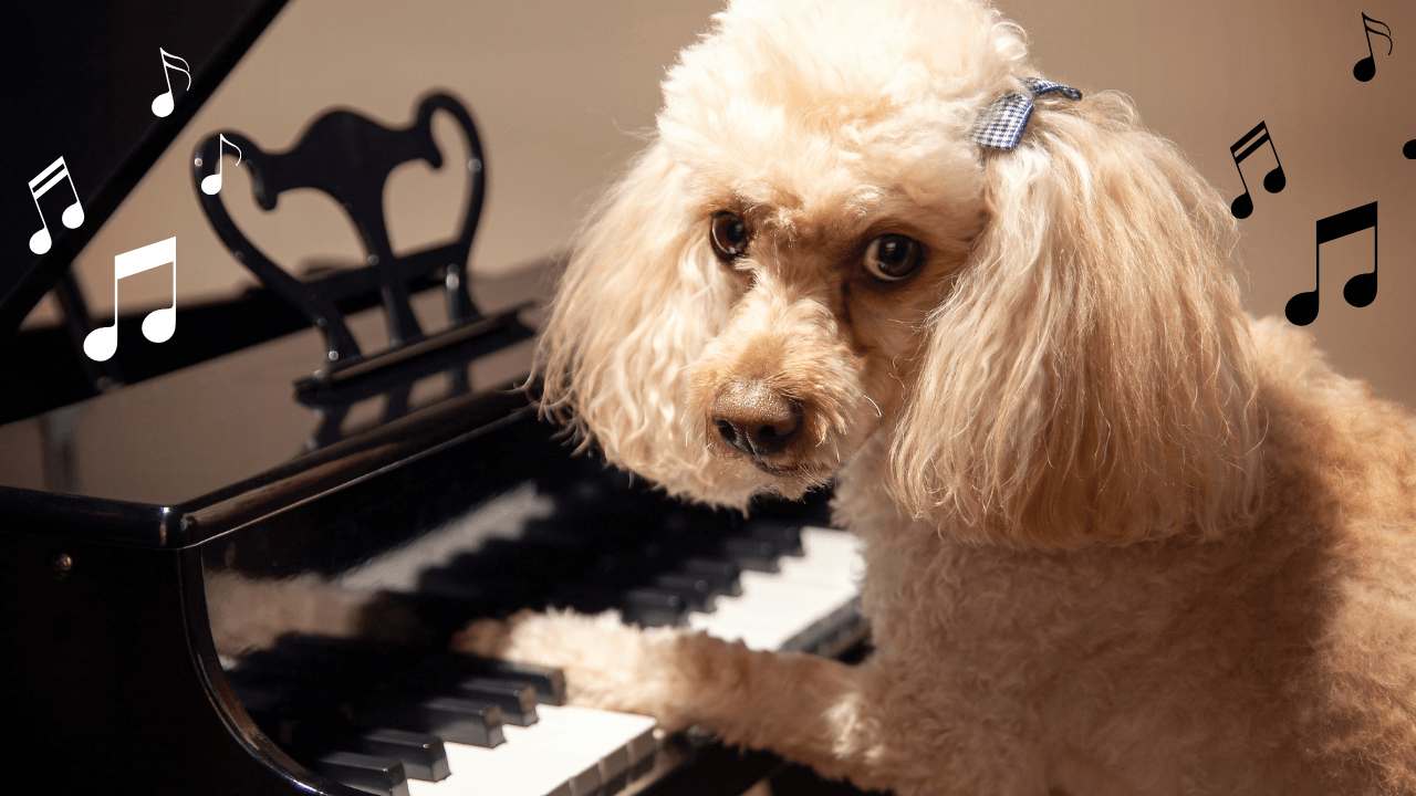 16 Fun Brain Games for Your Dog (Trainer-Approved)