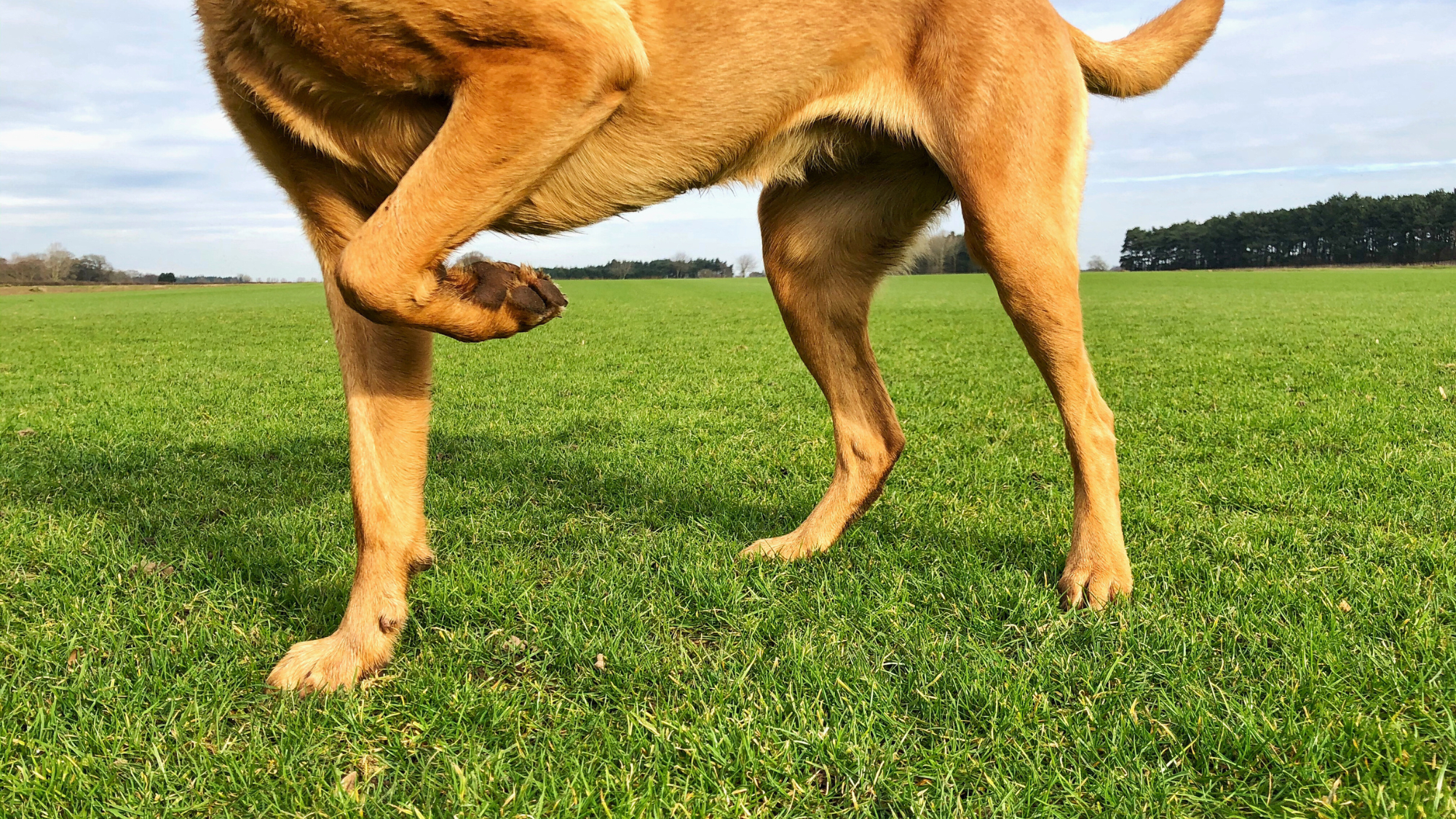 What Can You Do at Home for a Senior Dog With Arthritis? - PetHelpful