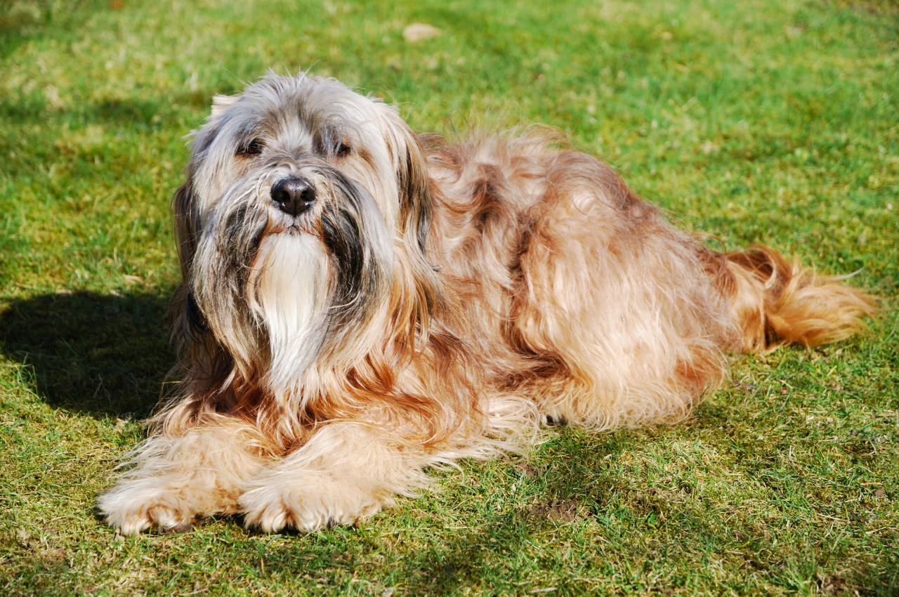 What Can You Do at Home for a Senior Dog With Arthritis? - PetHelpful