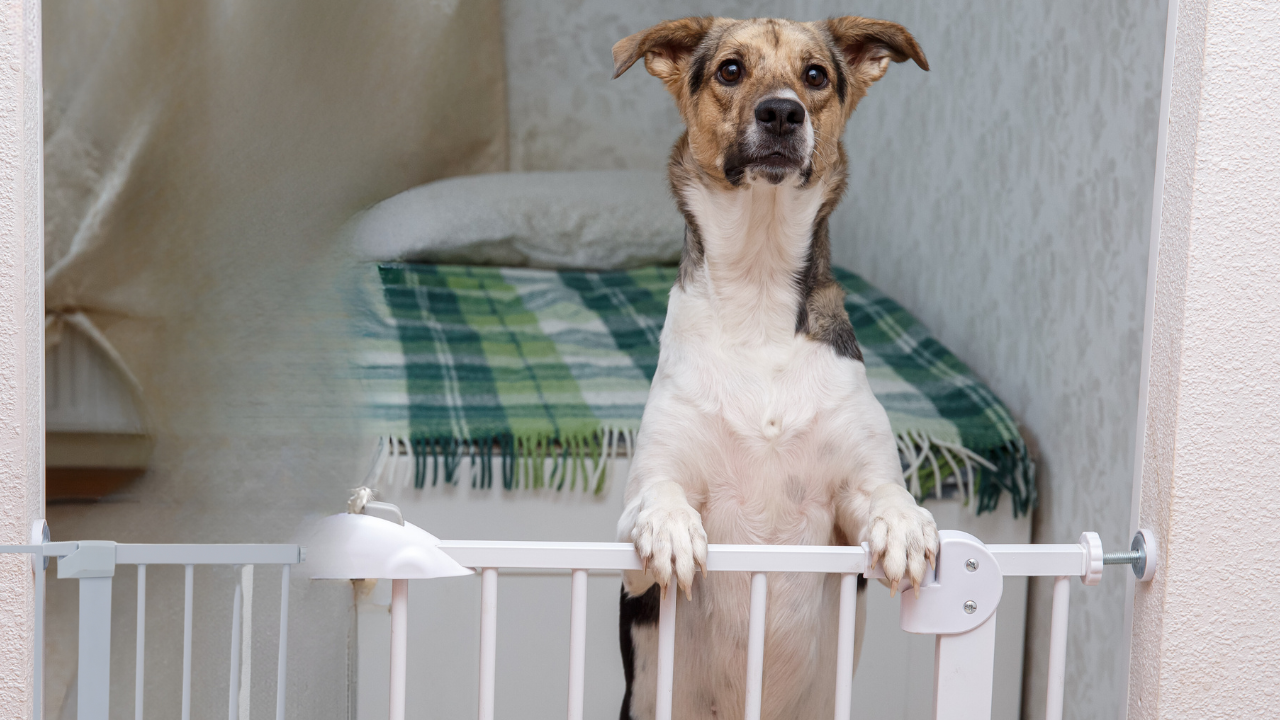 How to Finally Get Your Dog to Stop Jumping on Guests