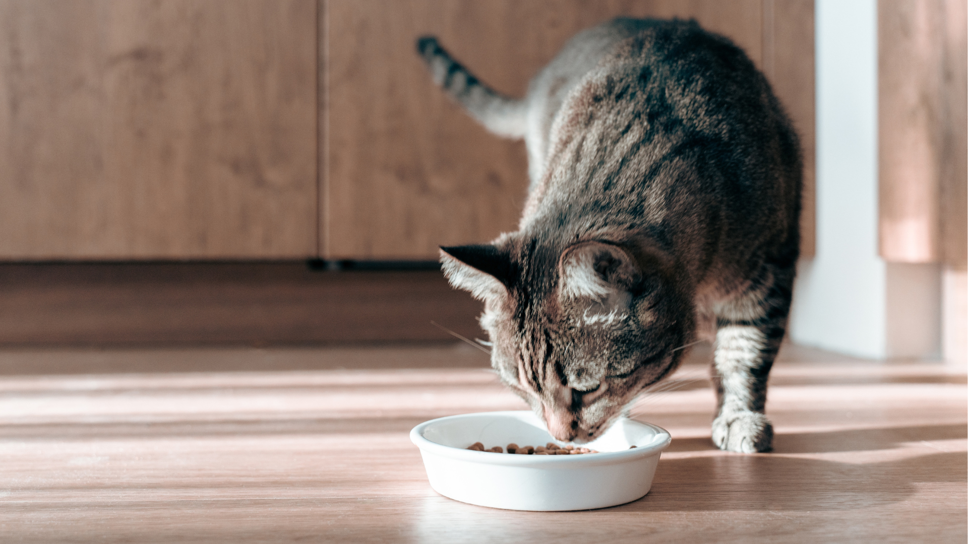Homemade Cat Food Recipe From Nutritionist Goes Viral - PetHelpful
