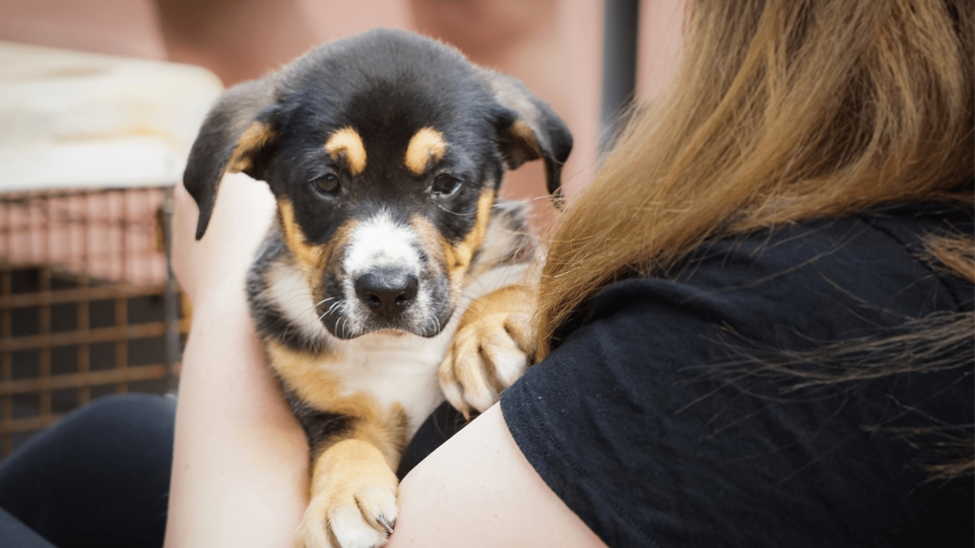 11 Reasons Dogs Cry When Being Picked Up - PetHelpful