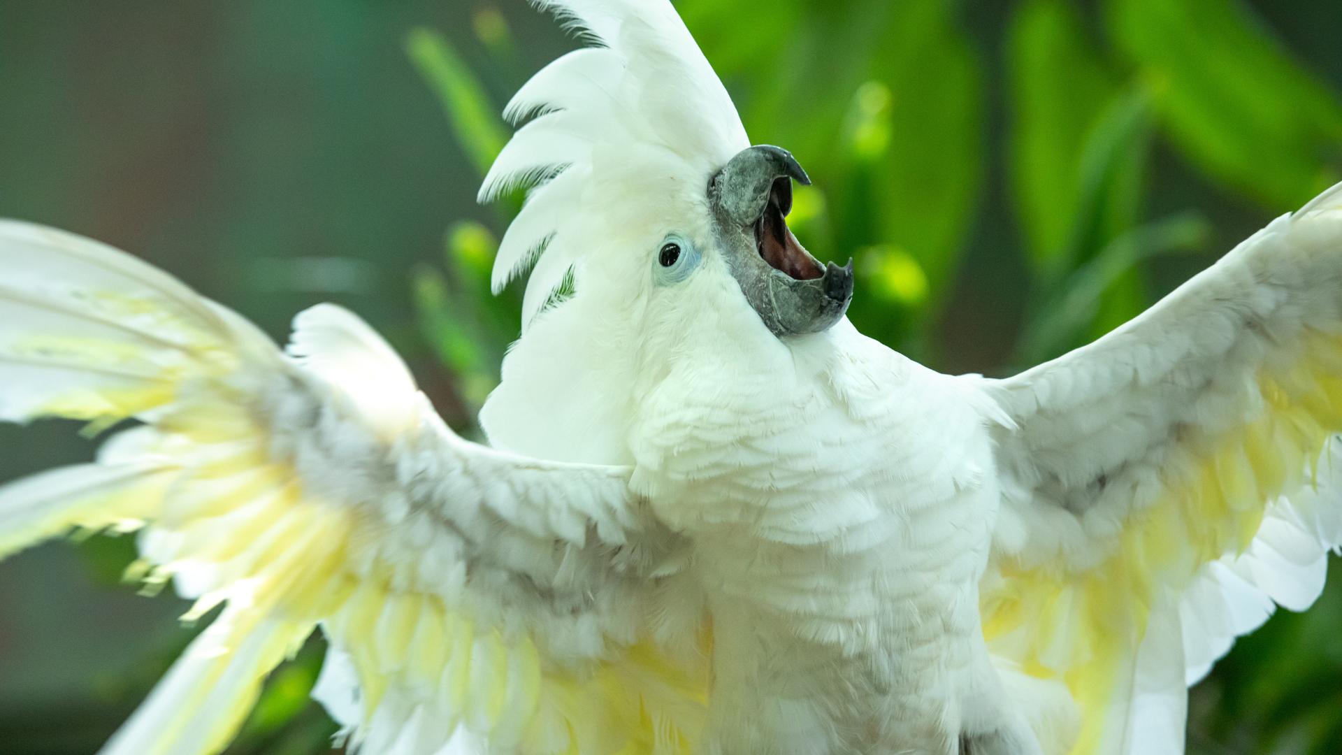 Enthusiastic Cockatoo Won't Stop Dancing and Singing 'Happy Birthday ...