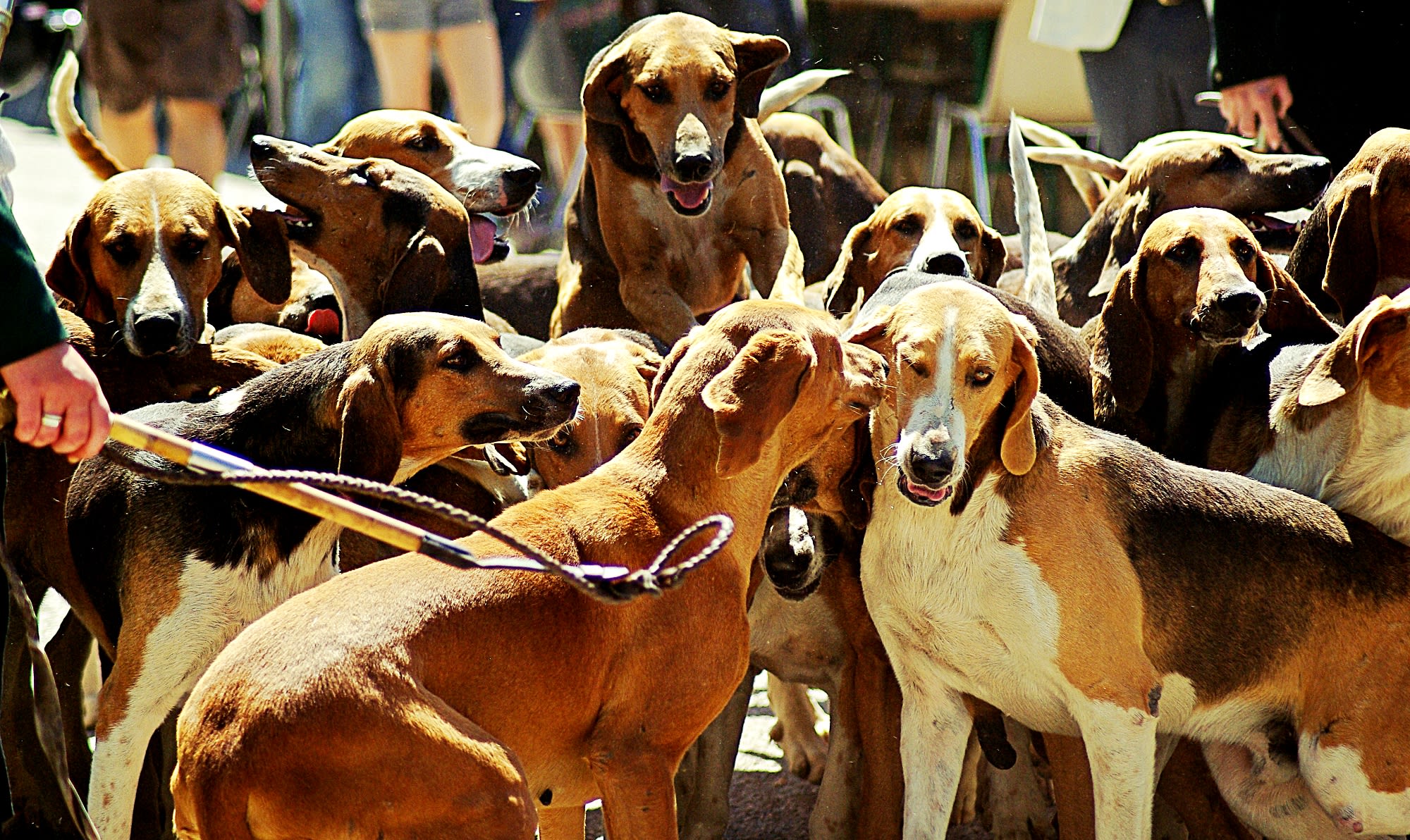 Why Are My Dogs Suddenly Fighting?