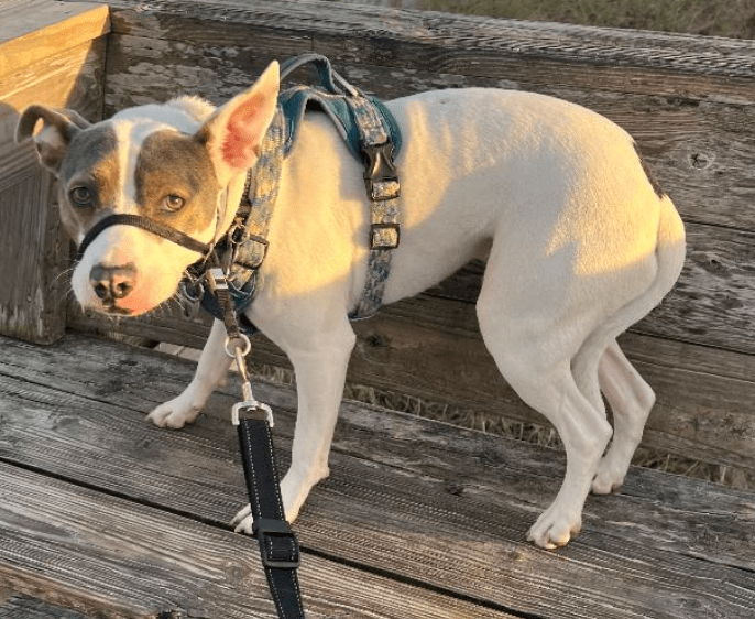 Is Your Dog Afraid of the Car? Helpful Tips From a Trainer - PetHelpful