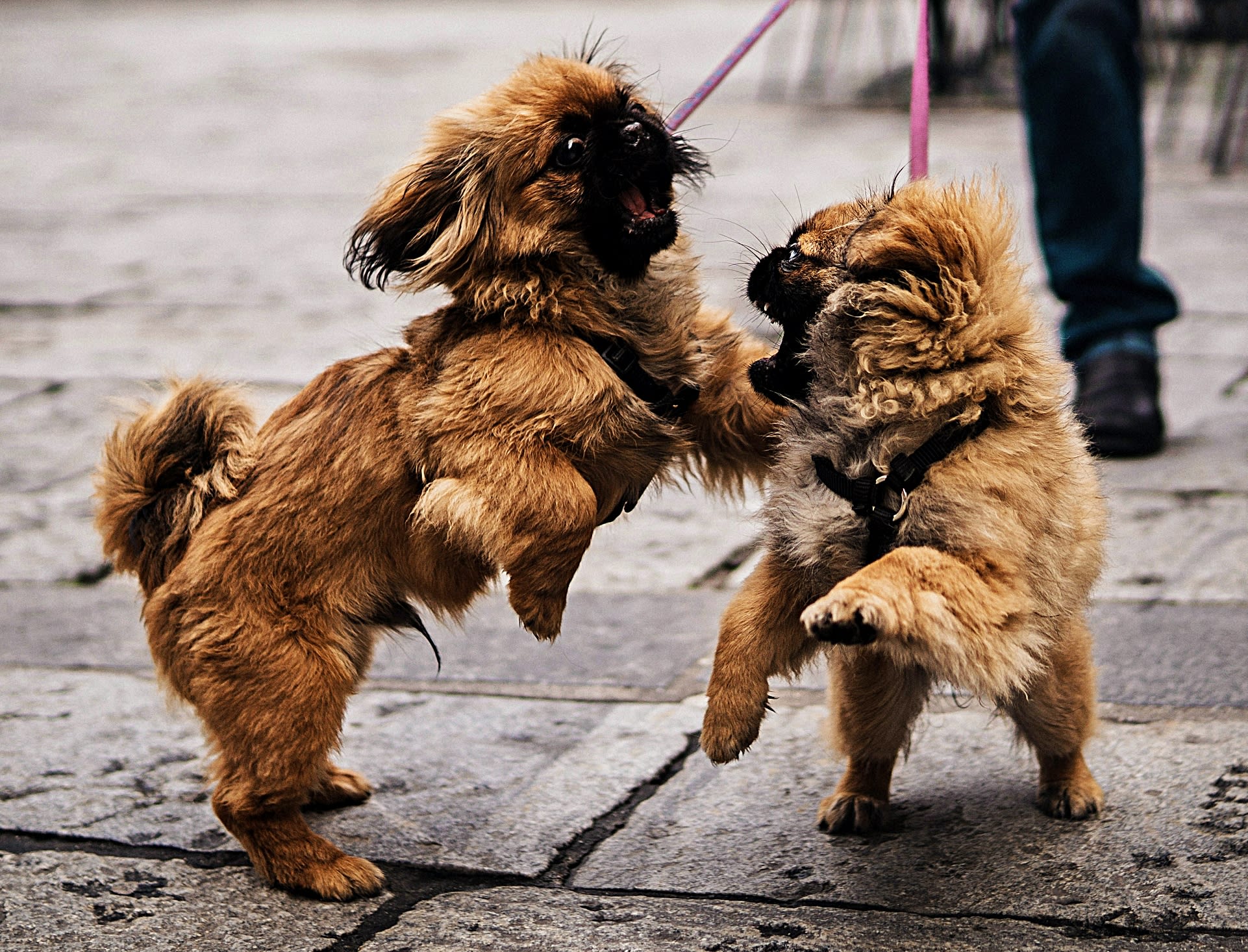 Why Are My Dogs Suddenly Fighting?