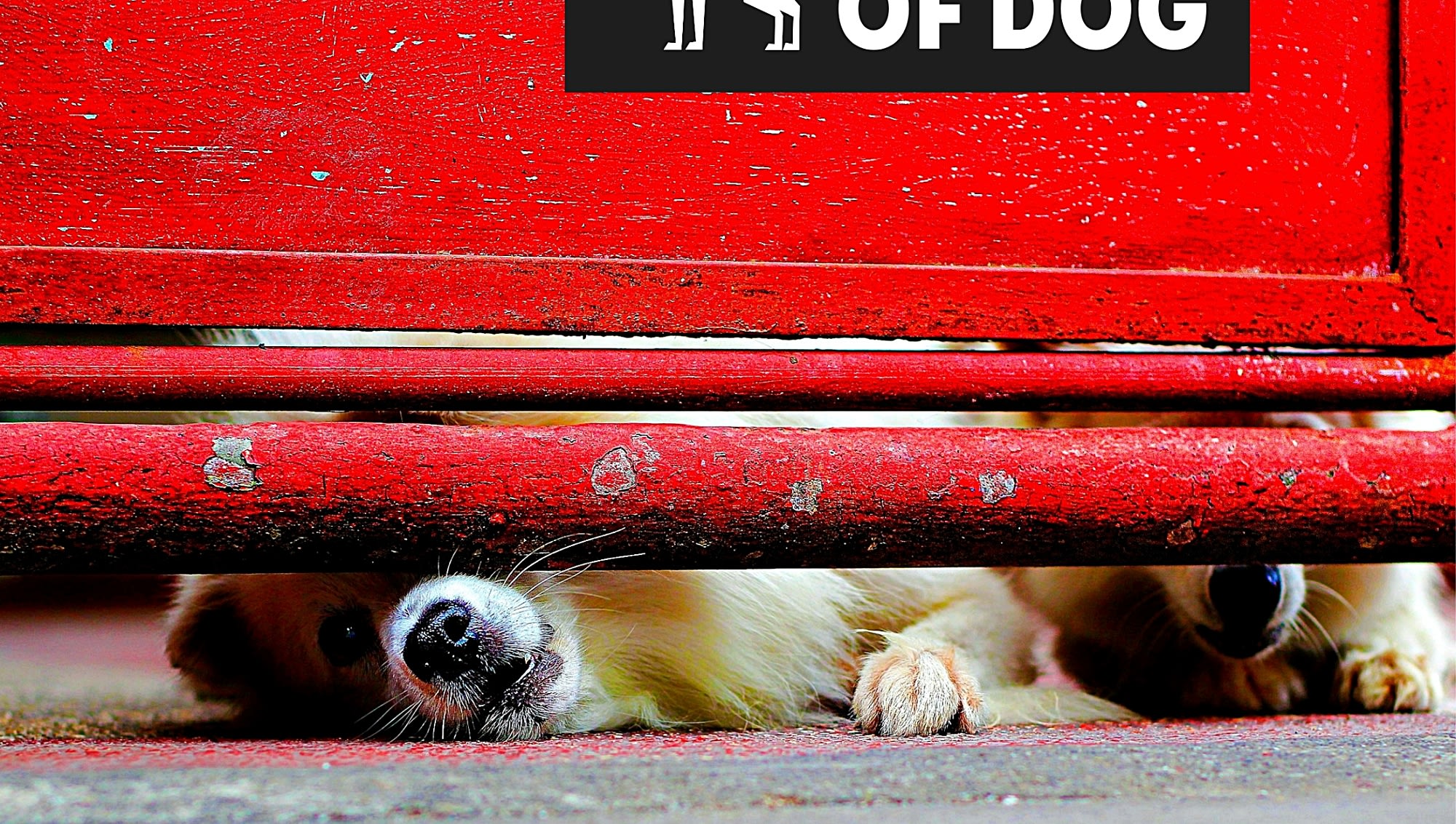 Why Are My Dogs Suddenly Fighting?