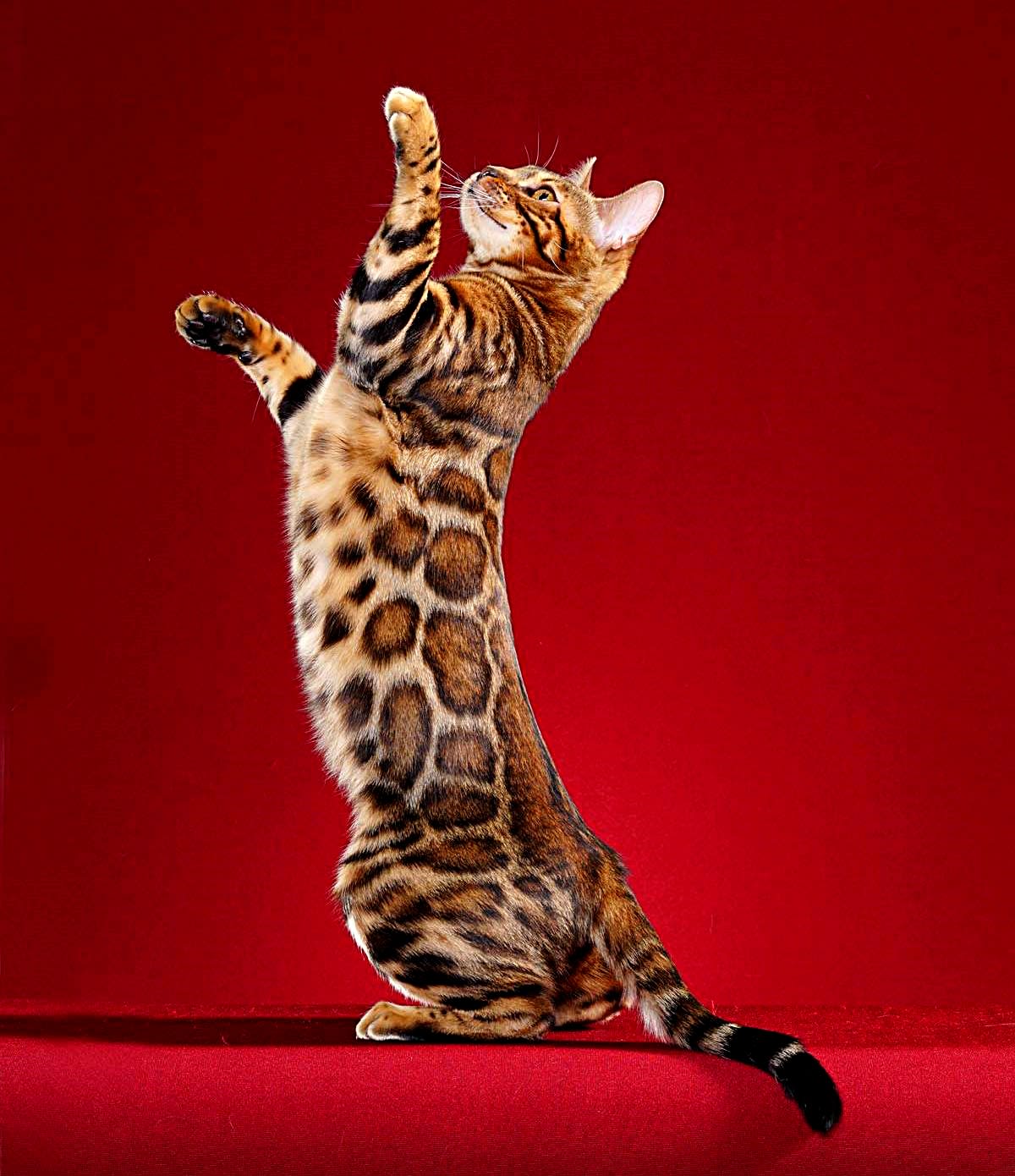 The Joys and Hazards of Living With a Pet Bengal Cat