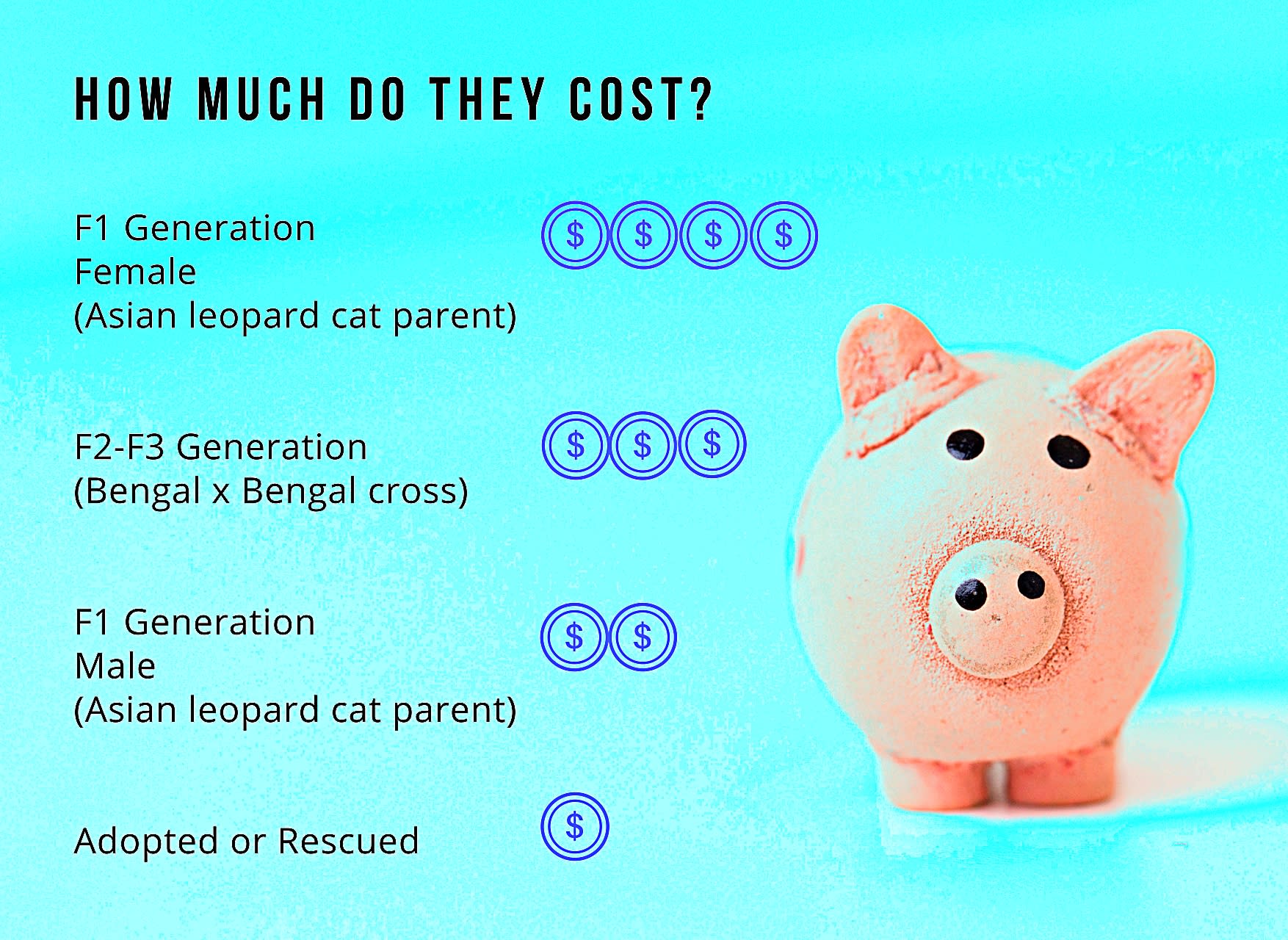 The Joys and Hazards of Living With a Pet Bengal Cat