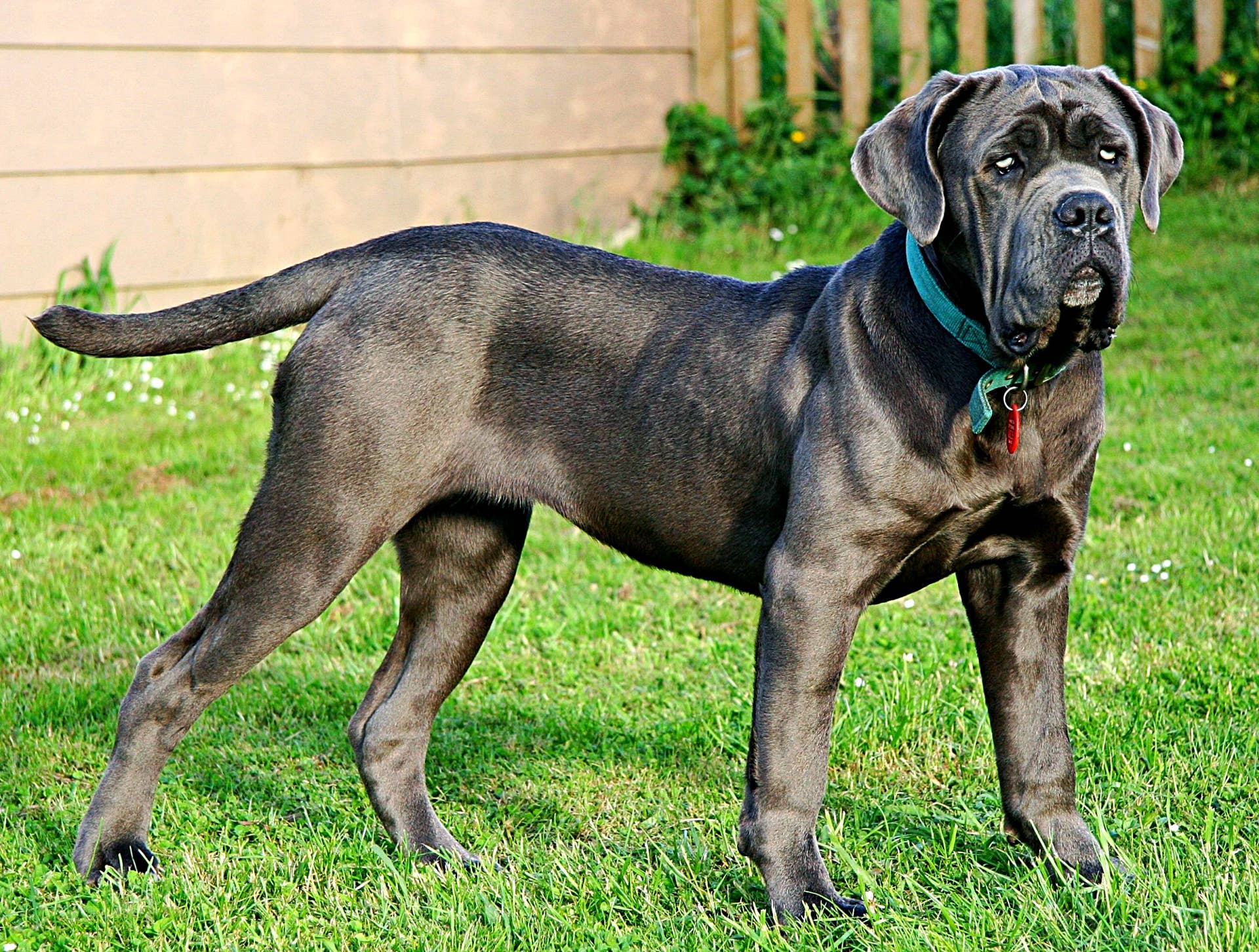 The World's 15 Most Aggressive Dog Breeds