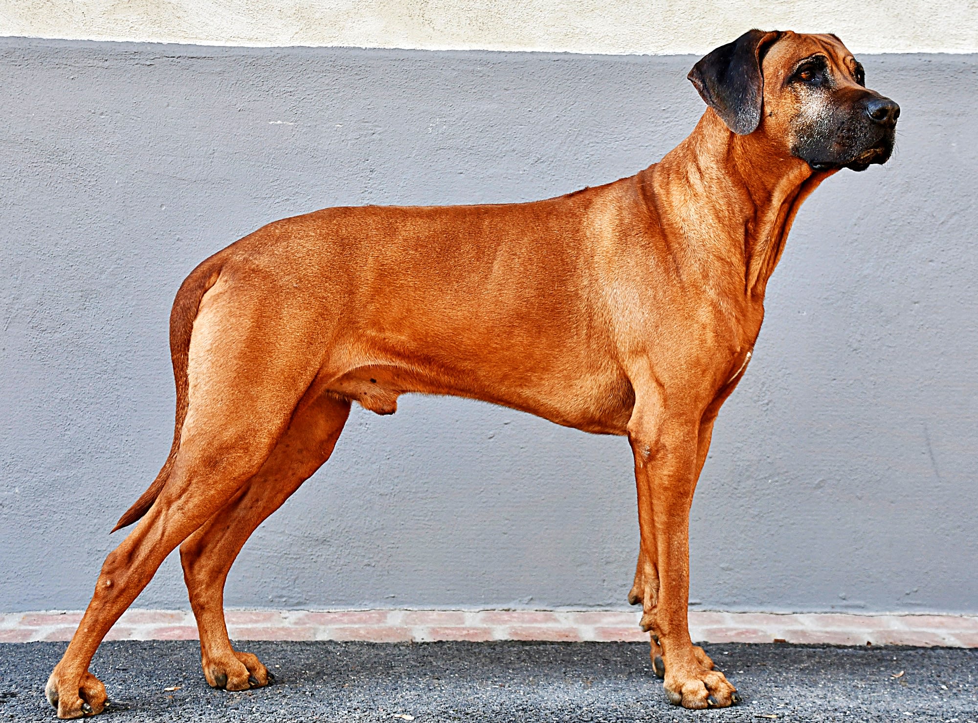 The World's 15 Most Aggressive Dog Breeds
