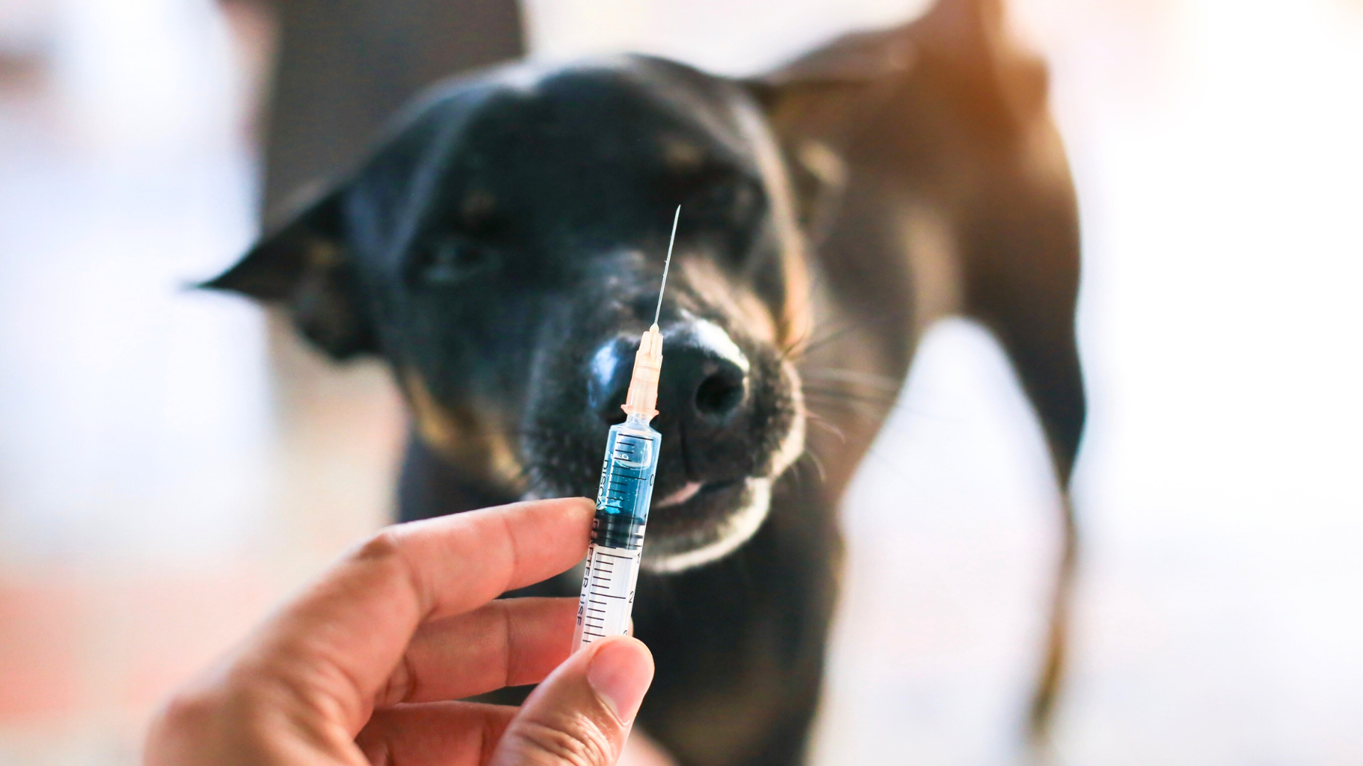 Veterinarian Highlights Scary Reality of Many New Medications for Dogs ...