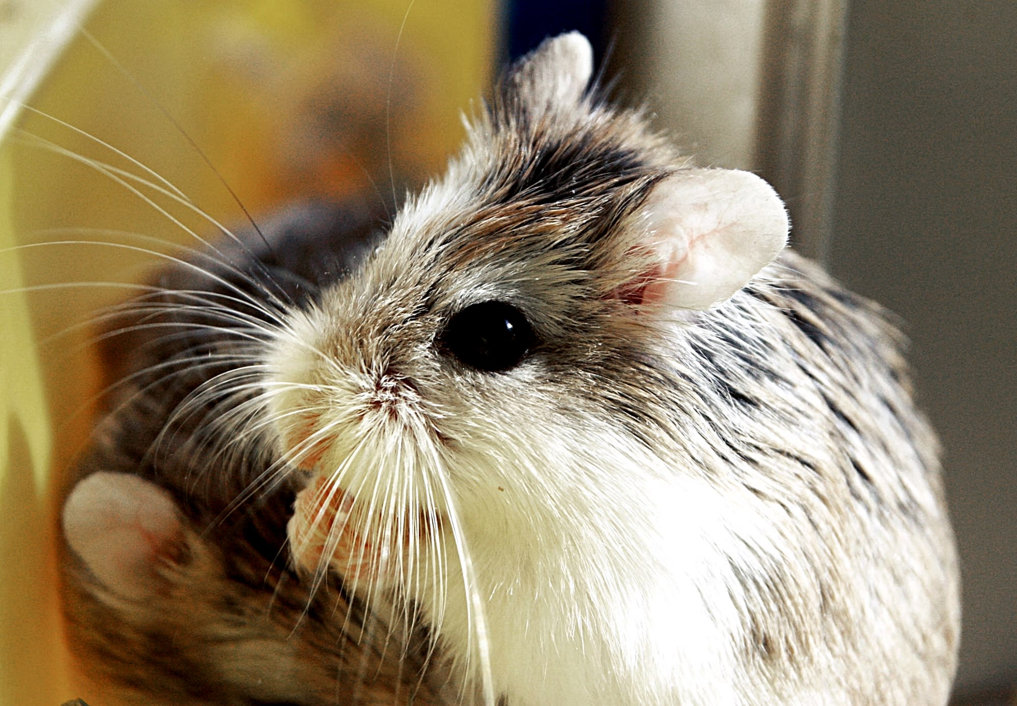 A Complete Guide to Roborovski Hamsters