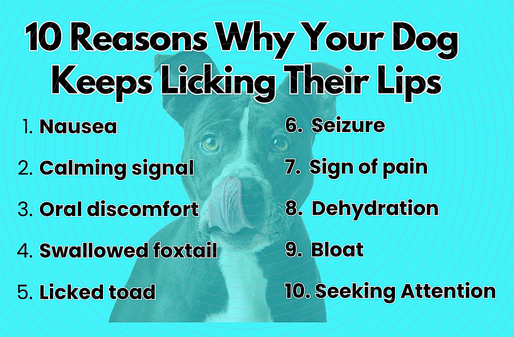 10 Reasons Why Your Dog Keeps Licking Their Lips - PetHelpful
