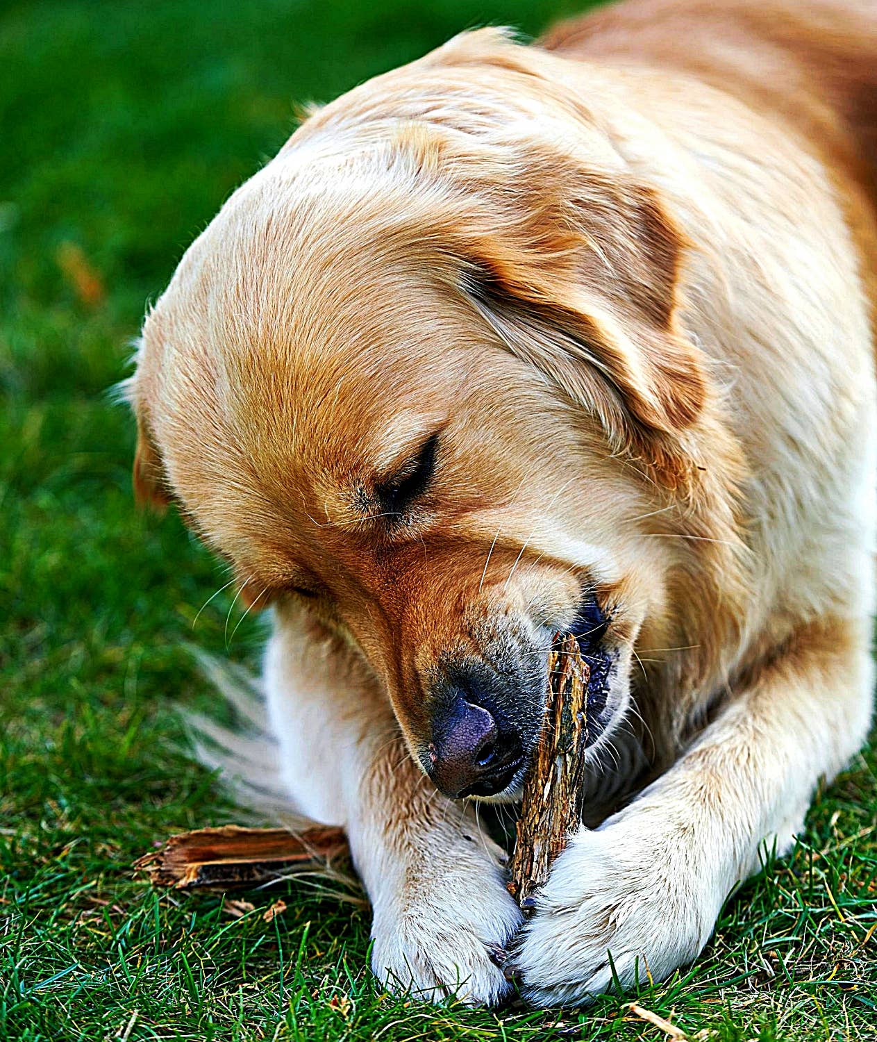 Why Is My Dog Coughing and Gagging? 13 Common Causes - PetHelpful