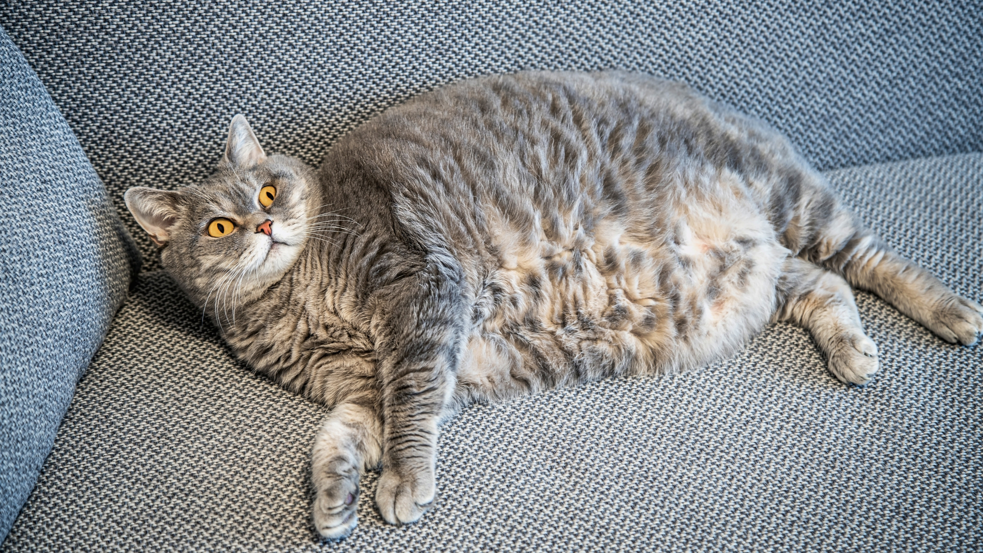 5 Top Tips to Help an Obese Cat Lose Weight (Vet-Approved) - PetHelpful