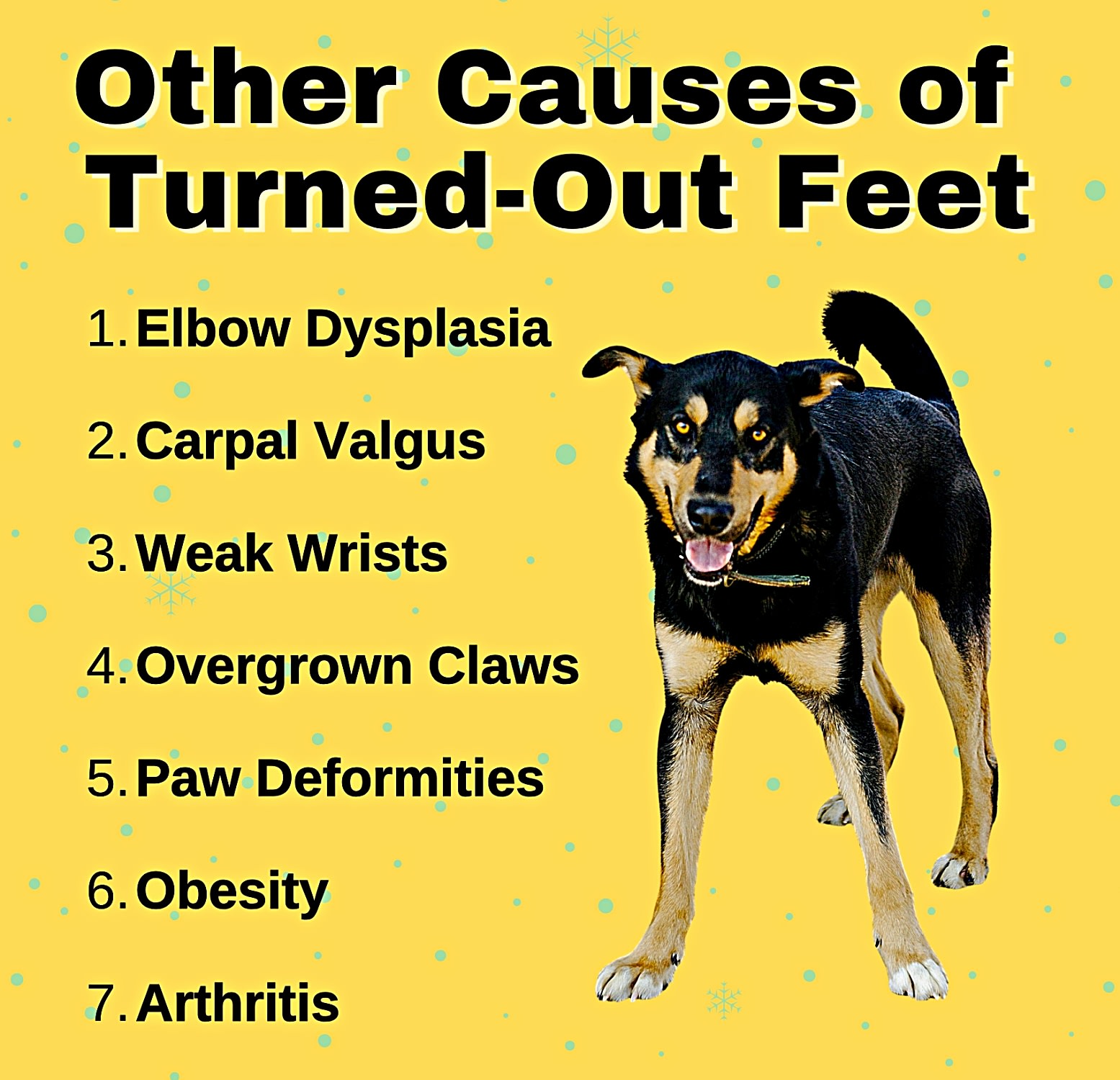 Why Do My Dog's Front Paws Turn Out? - PetHelpful