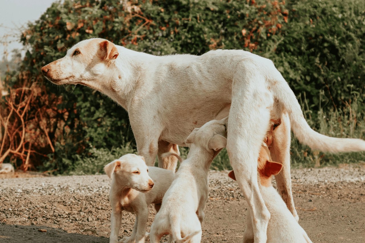 How to Treat Canine Mastitis at Home When No Vet Is Available - PetHelpful