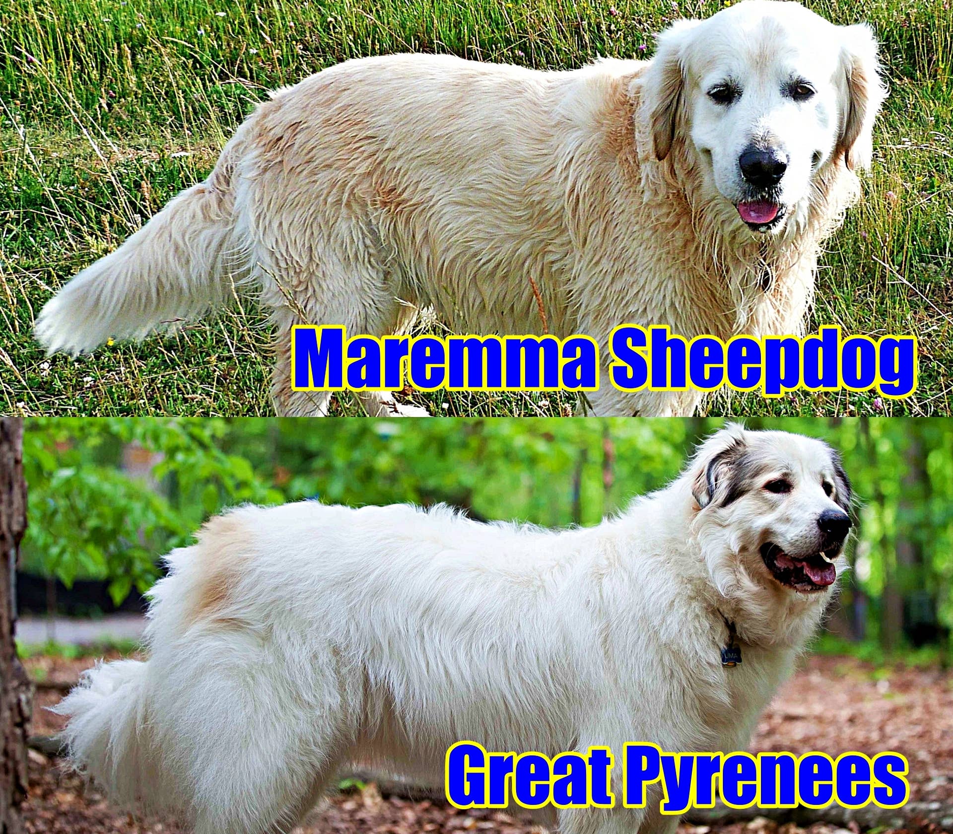 Maremma Sheepdog vs. Great Pyrenees: 10 Differences - PetHelpful