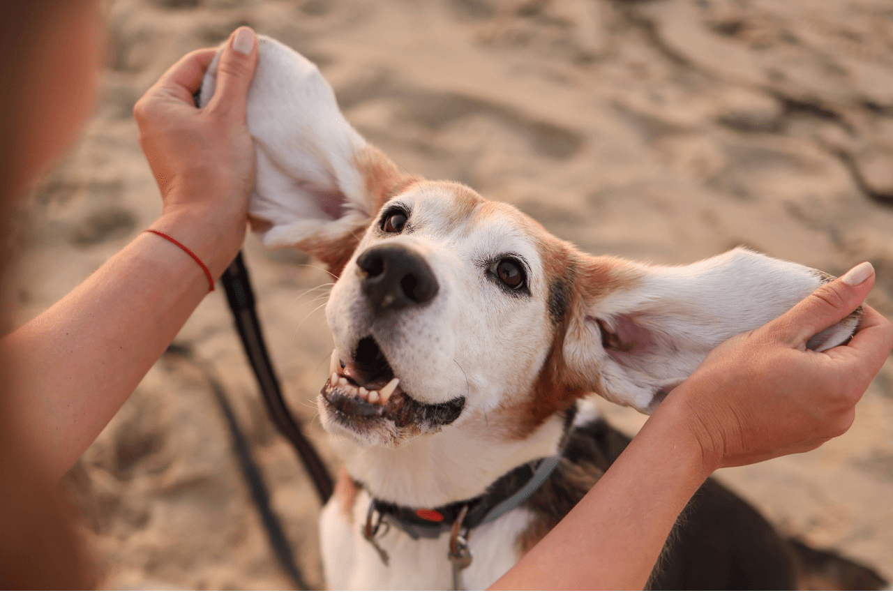 7 Ways to Stop Chronic Ear Infections in Dogs (Vet-Approved) - PetHelpful