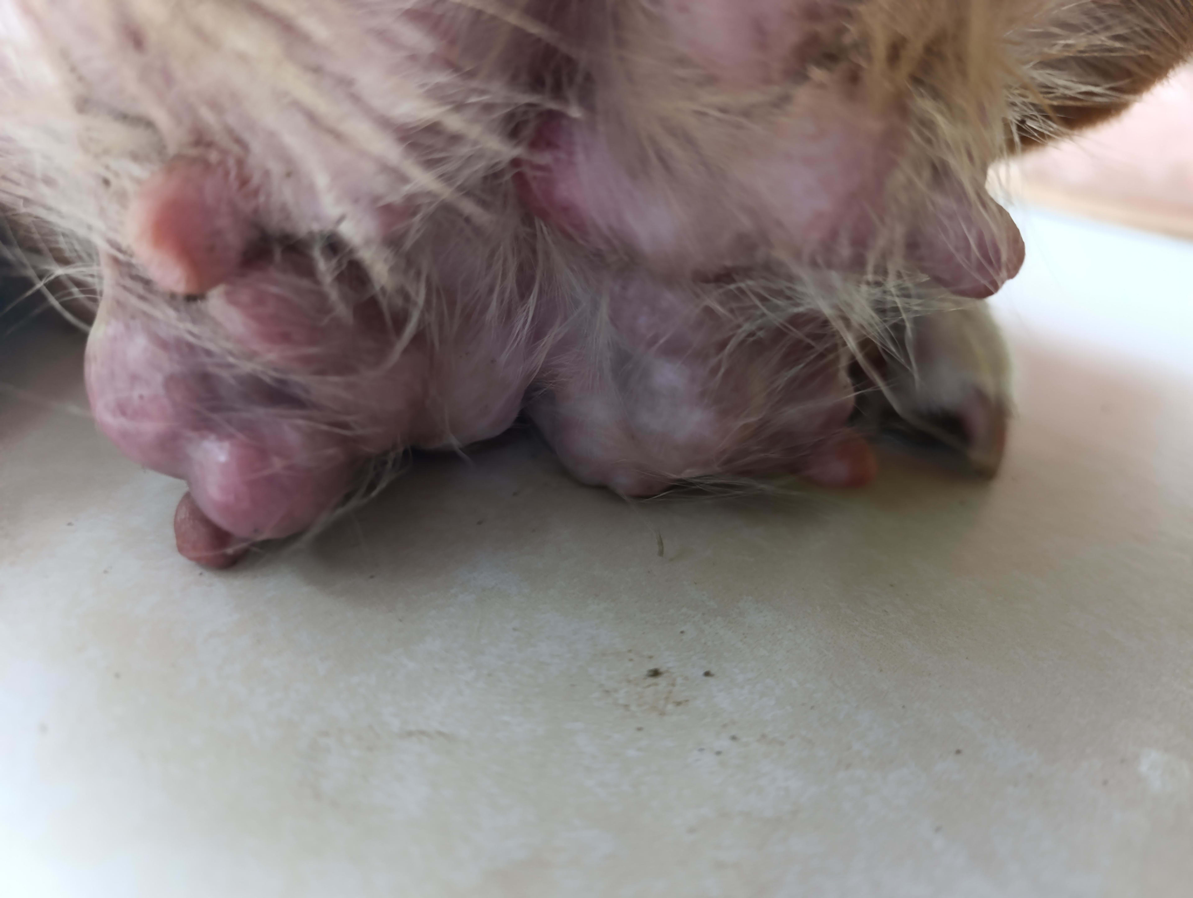 How to Treat Canine Mastitis at Home When No Vet Is Available - PetHelpful