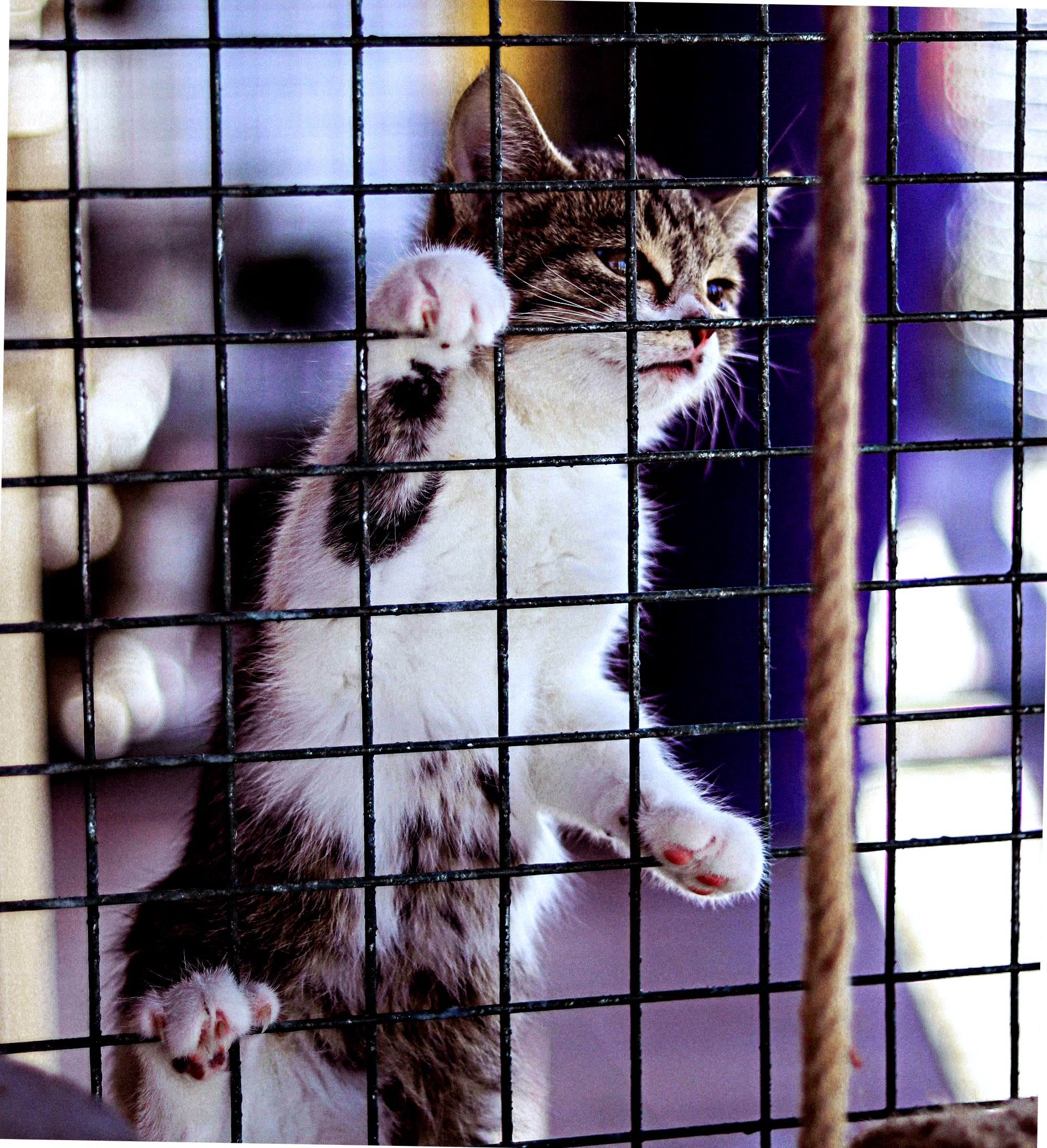 Caging Cats: When and Why It's Necessary - PetHelpful