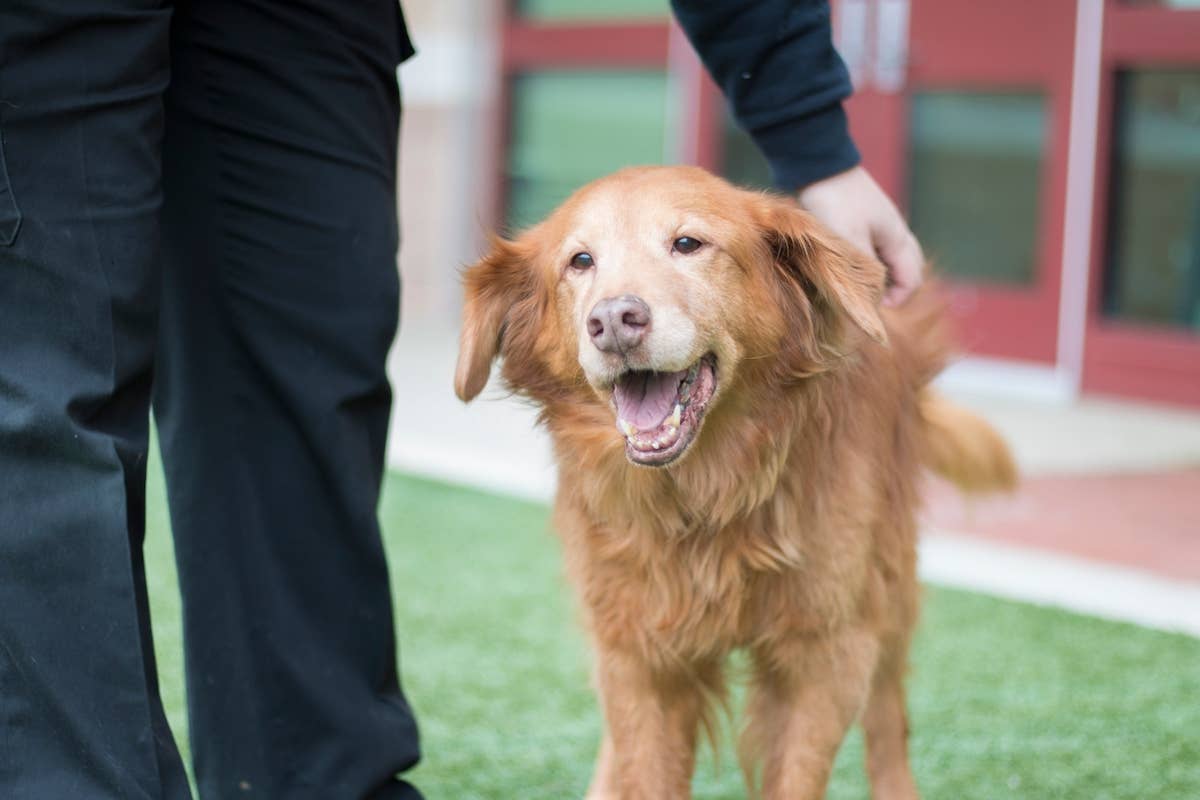 Senior Golden Retriever Steals the Show at the American Kennel Club ...