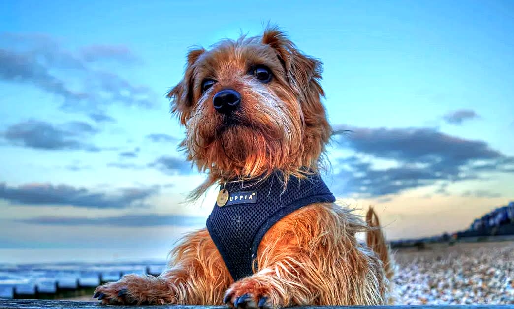 Top 10 Rat Hunting Dog Breeds - PetHelpful