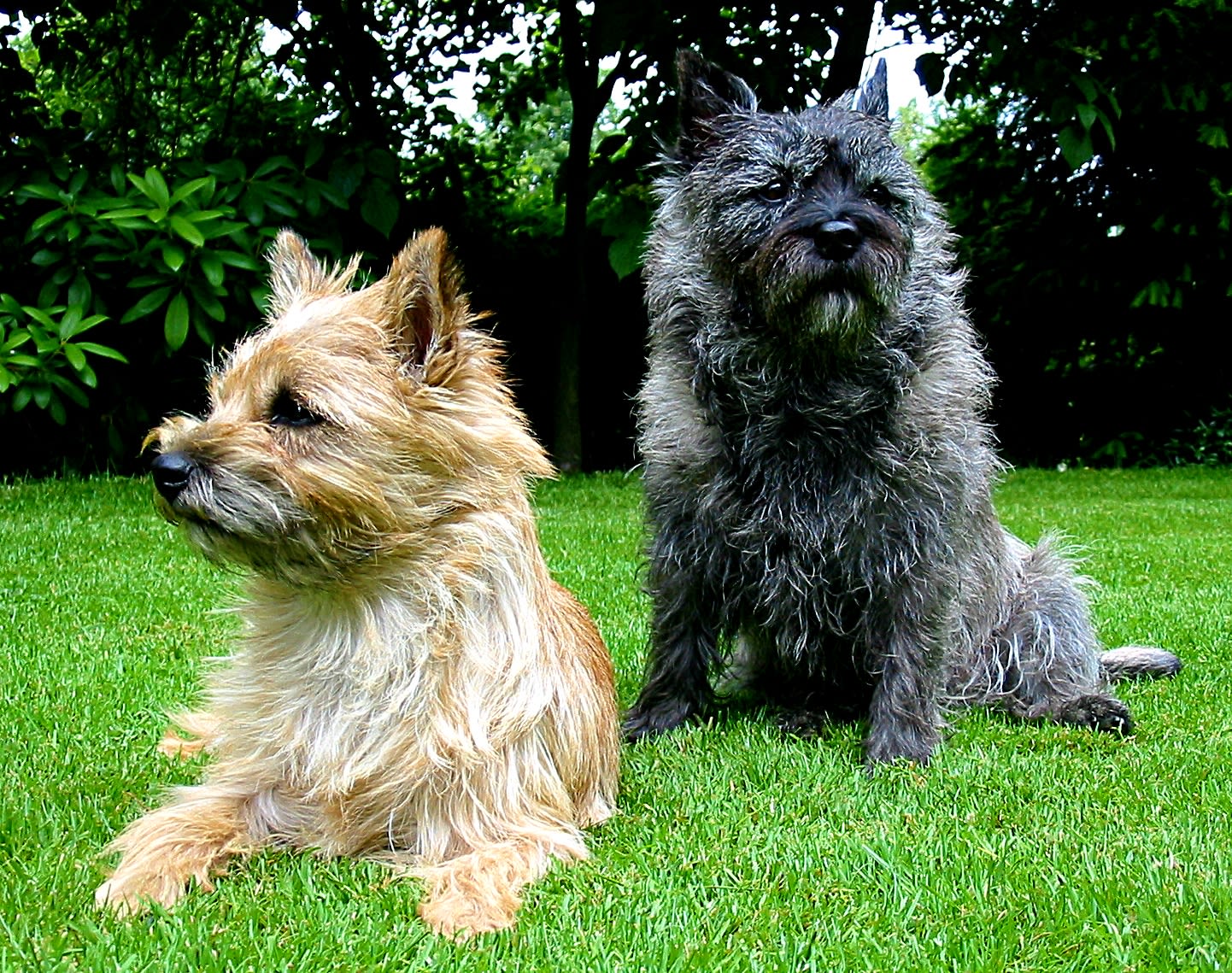 Top 10 Rat Hunting Dog Breeds - PetHelpful