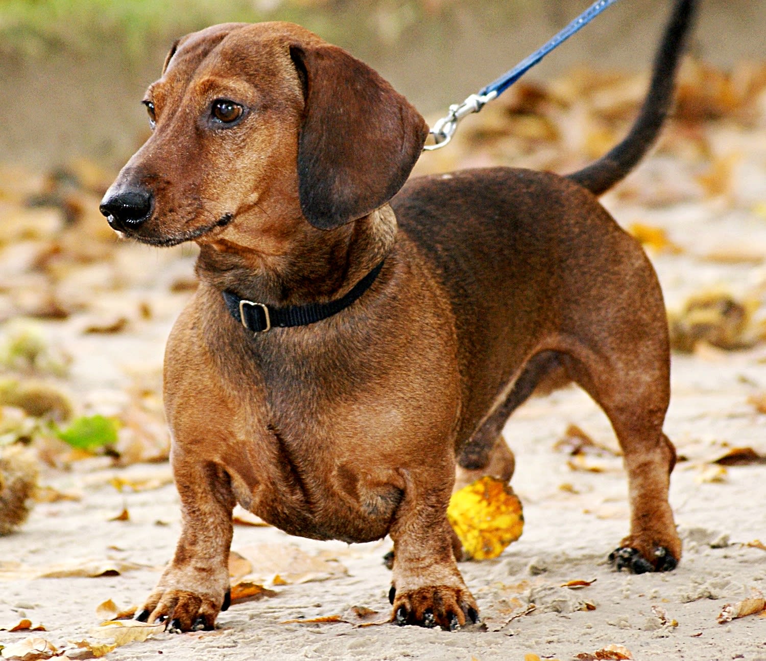 Top 10 Rat Hunting Dog Breeds - PetHelpful