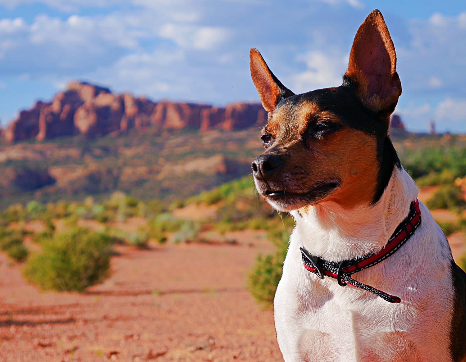 Top 10 Rat Hunting Dog Breeds - PetHelpful