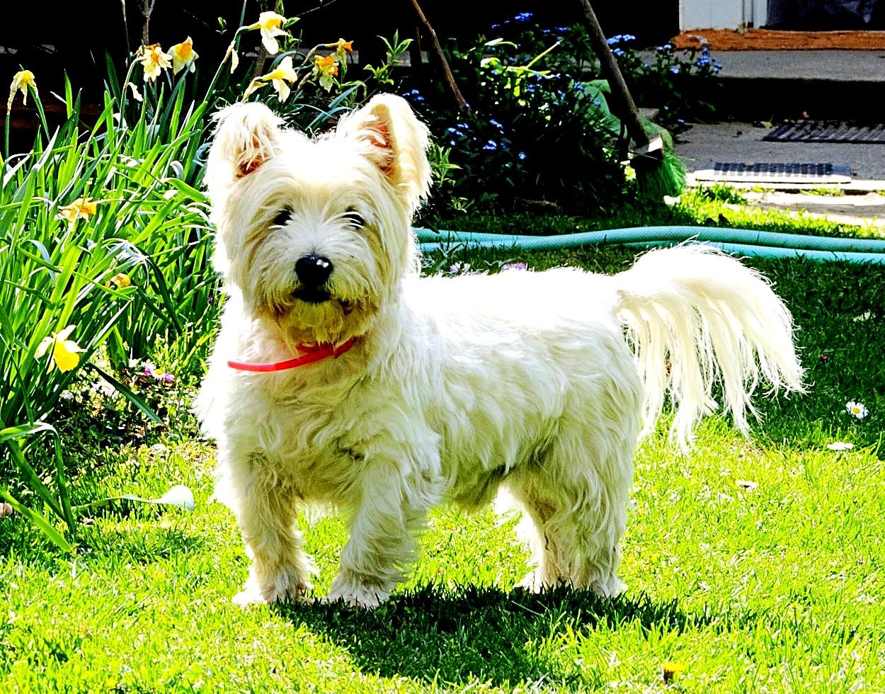 Top 10 Rat Hunting Dog Breeds - PetHelpful