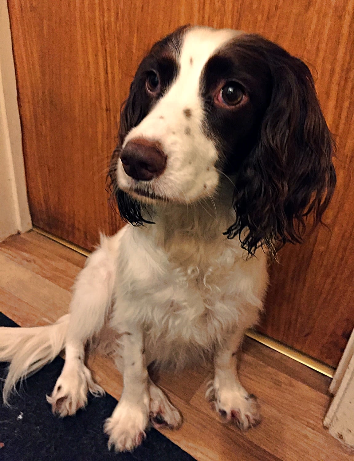 Why Does My Dog Sit Like That? The Lazy Sit Explained - PetHelpful