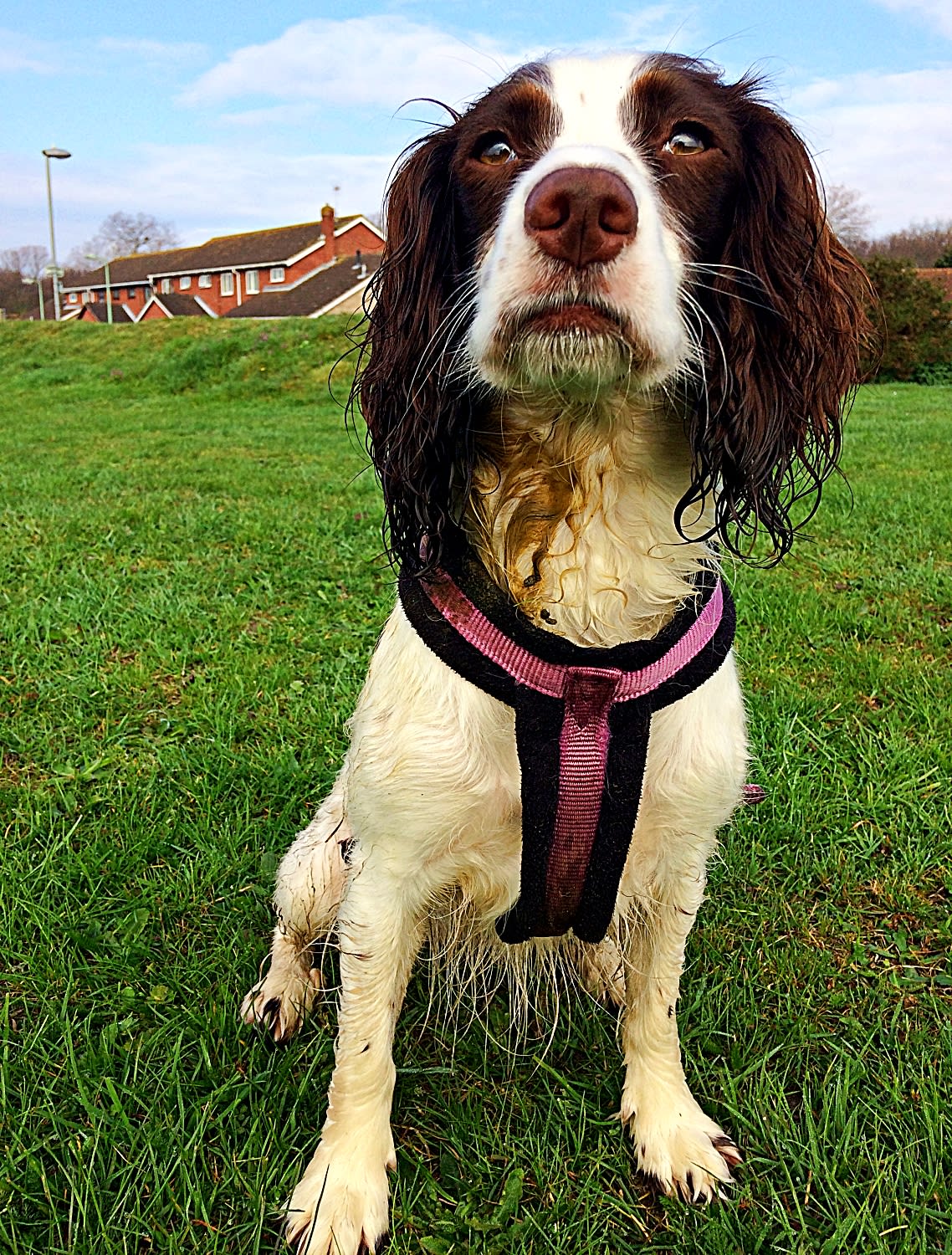 Why Does My Dog Sit Like That? The Lazy Sit Explained - PetHelpful