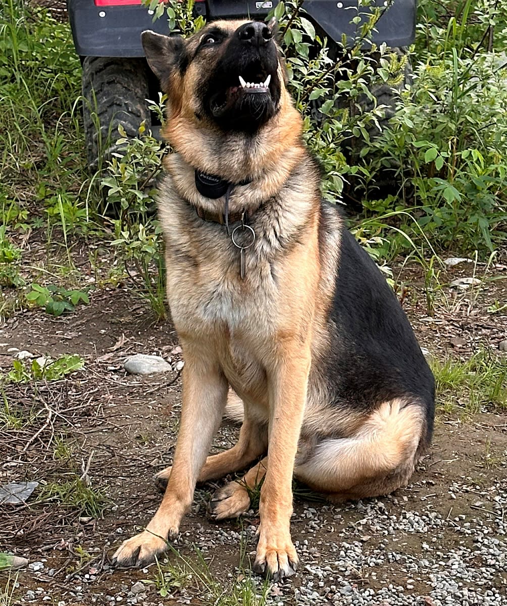 Why Does My Dog Sit Like That? The Lazy Sit Explained - PetHelpful