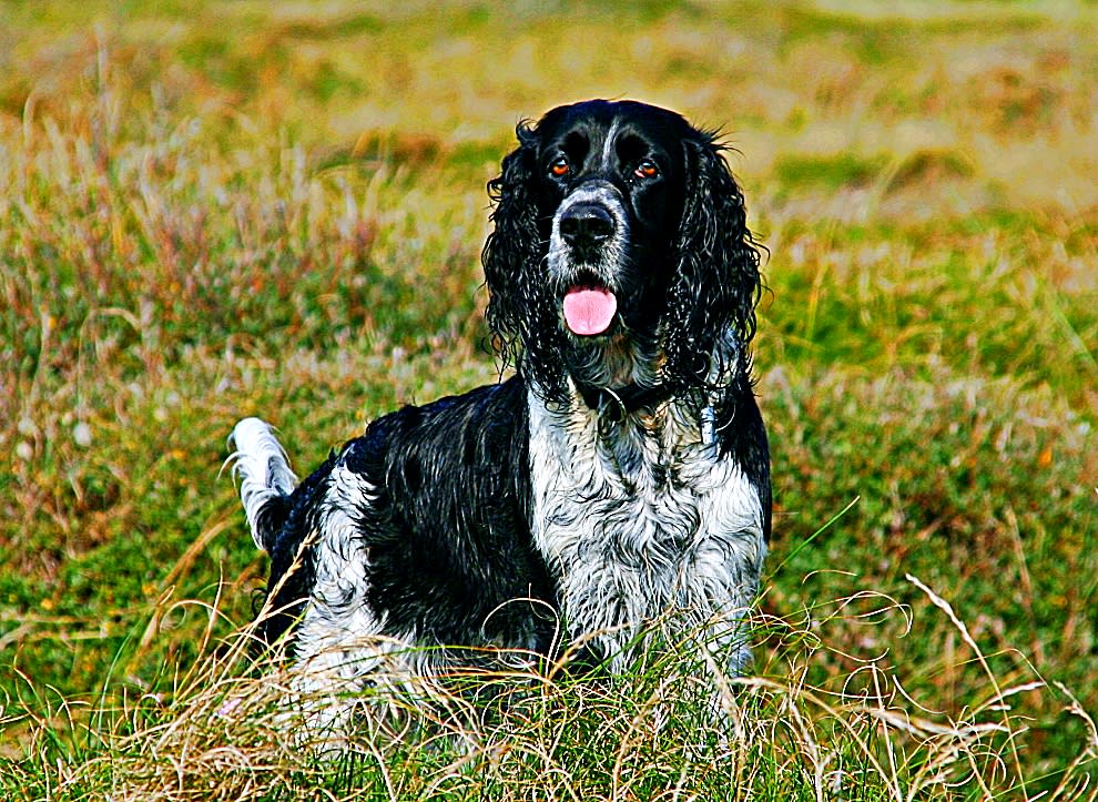 How to Identify the Breeds in a Mixed Dog - PetHelpful