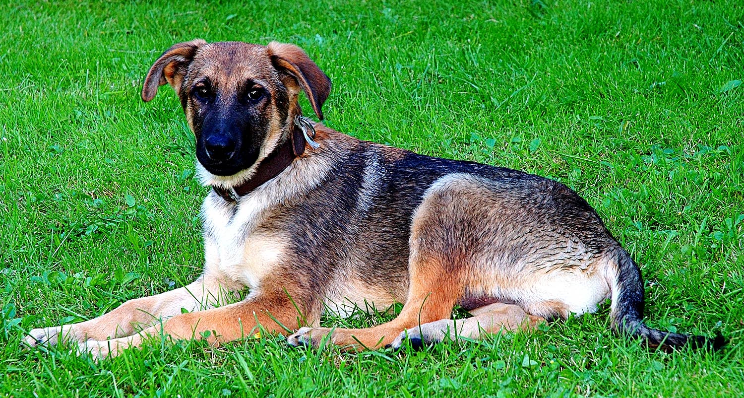 How to Identify the Breeds in a Mixed Dog - PetHelpful